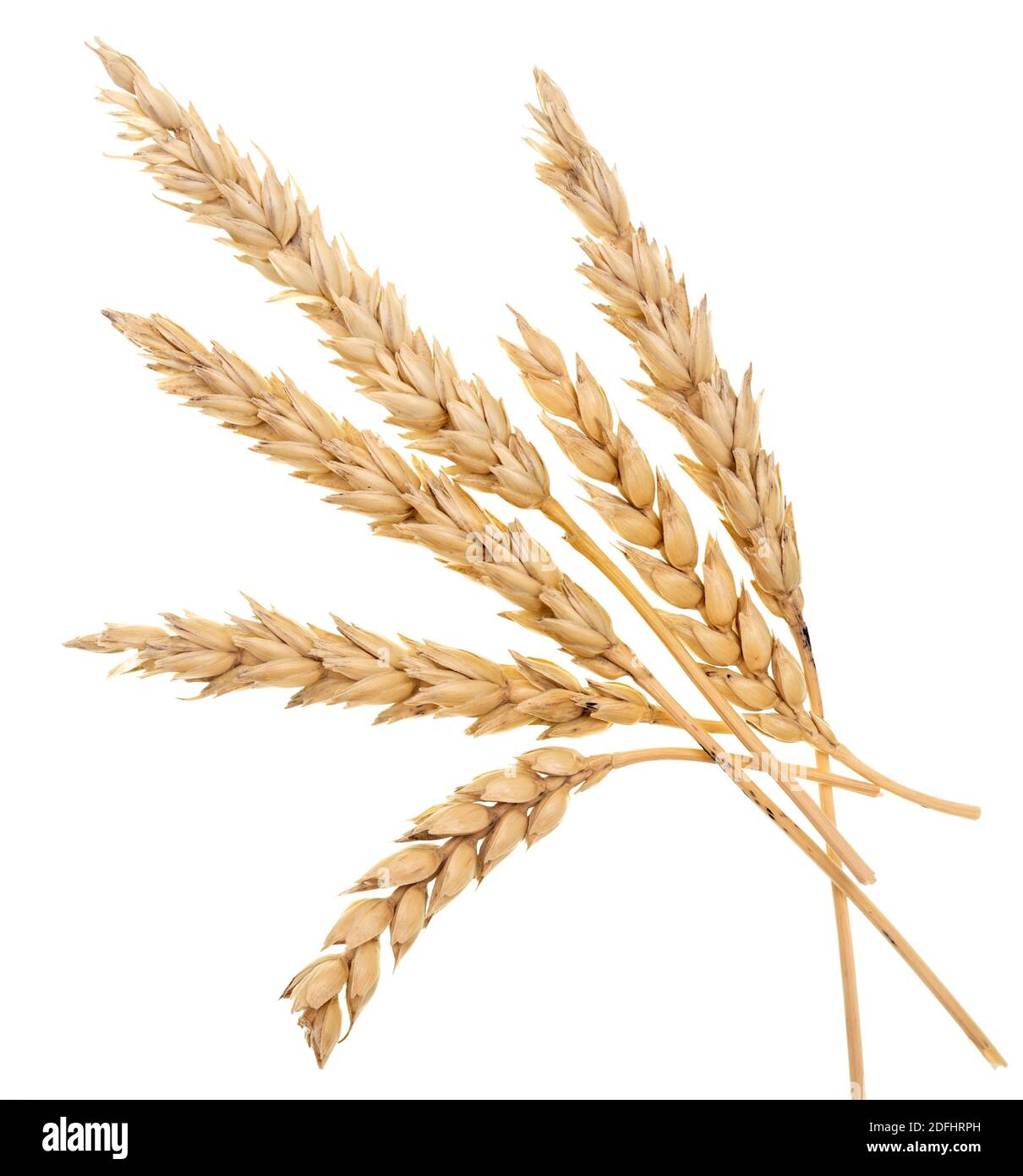 Wheat isolated on white background Stock Photo - Alamy