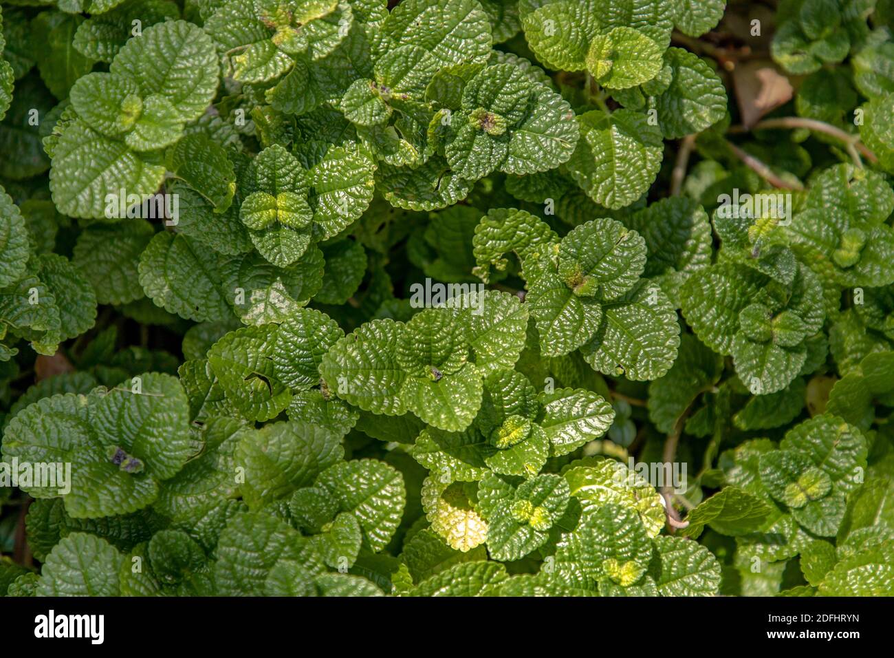 Mint background green leaves (Pilea nummulariifolia). Herb leaves grow ...