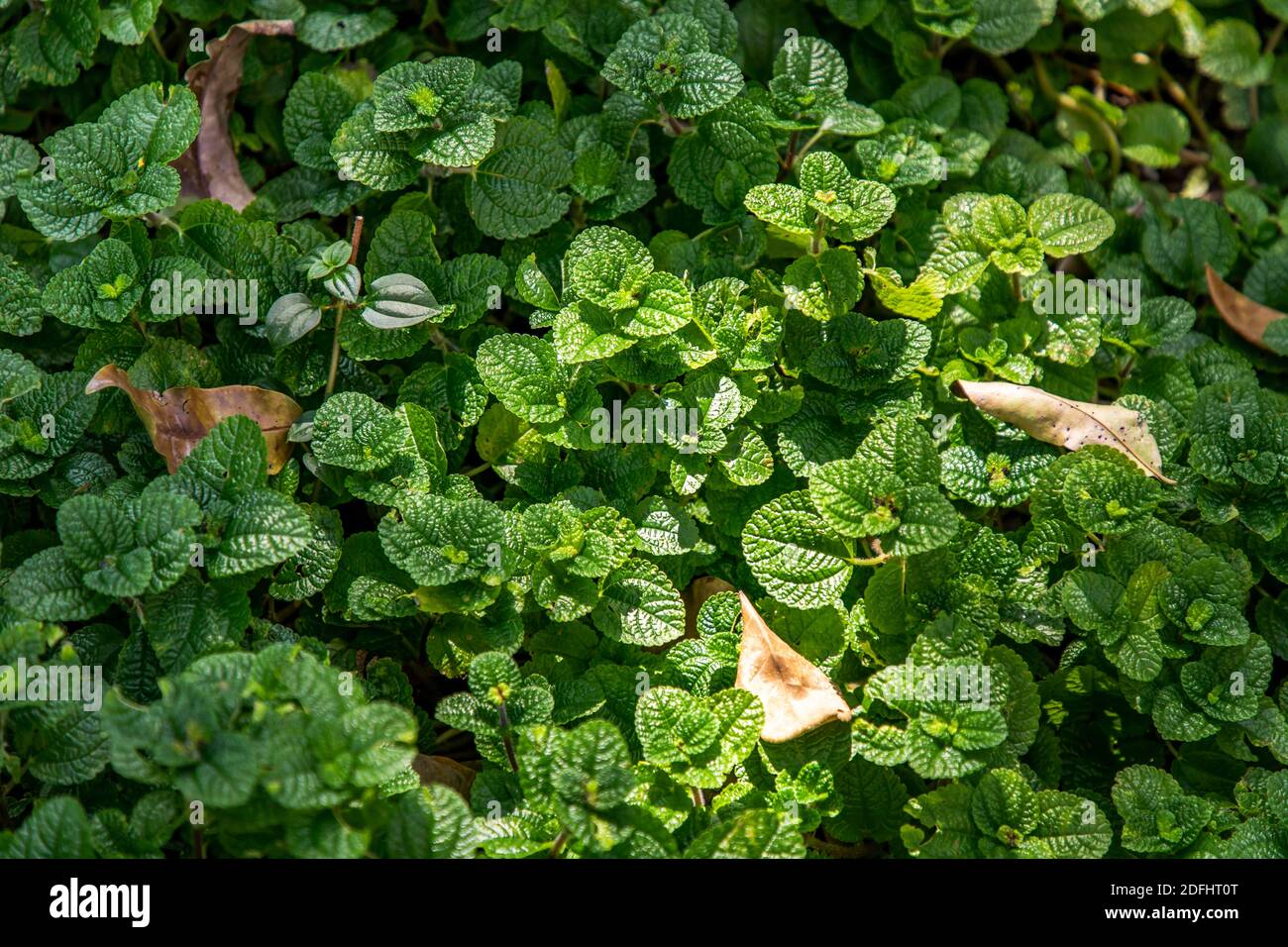 Mint background green leaves (Pilea nummulariifolia). Herb leaves grow ...