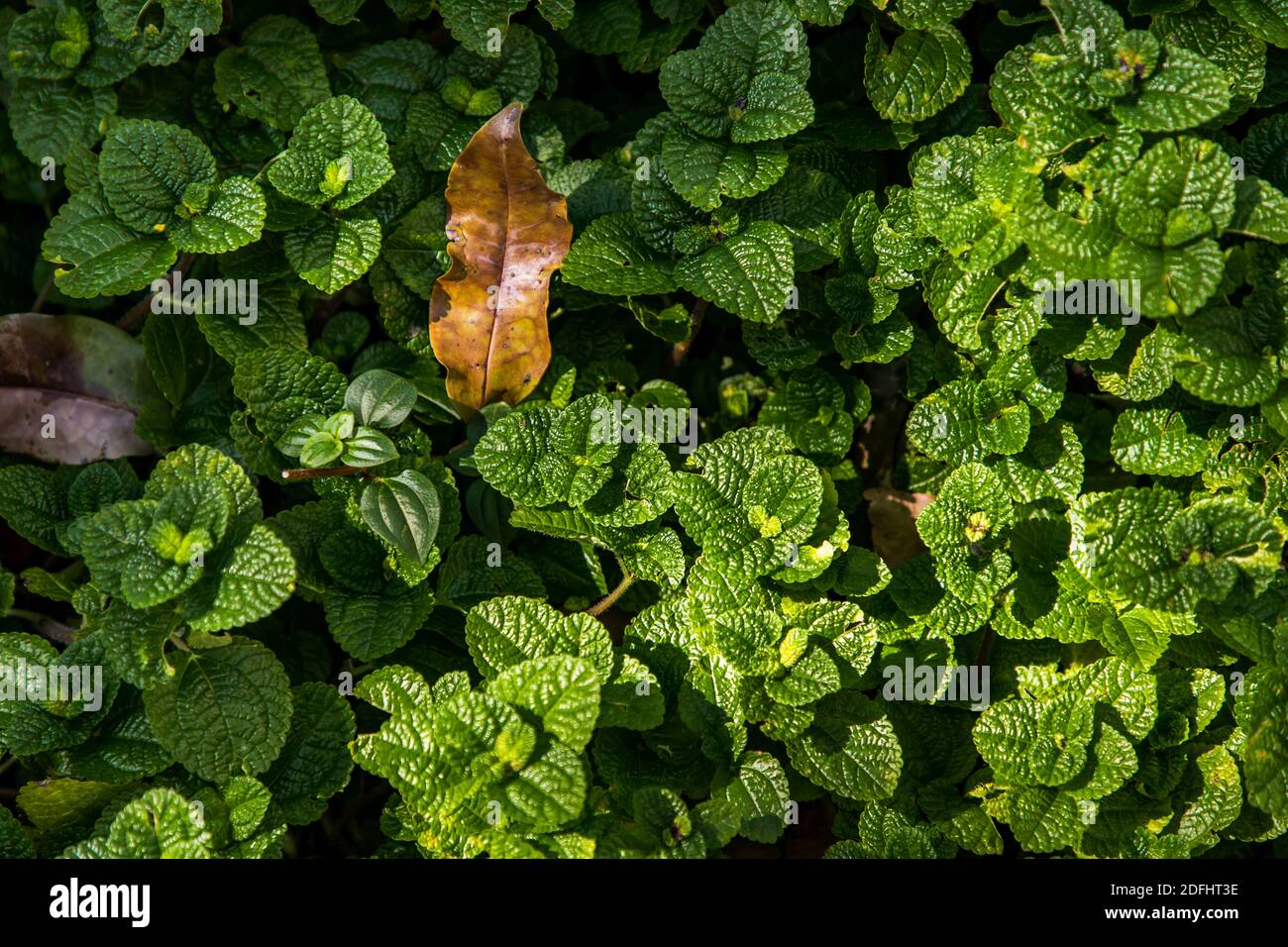 Mint background green leaves (Pilea nummulariifolia). Herb leaves grow ...