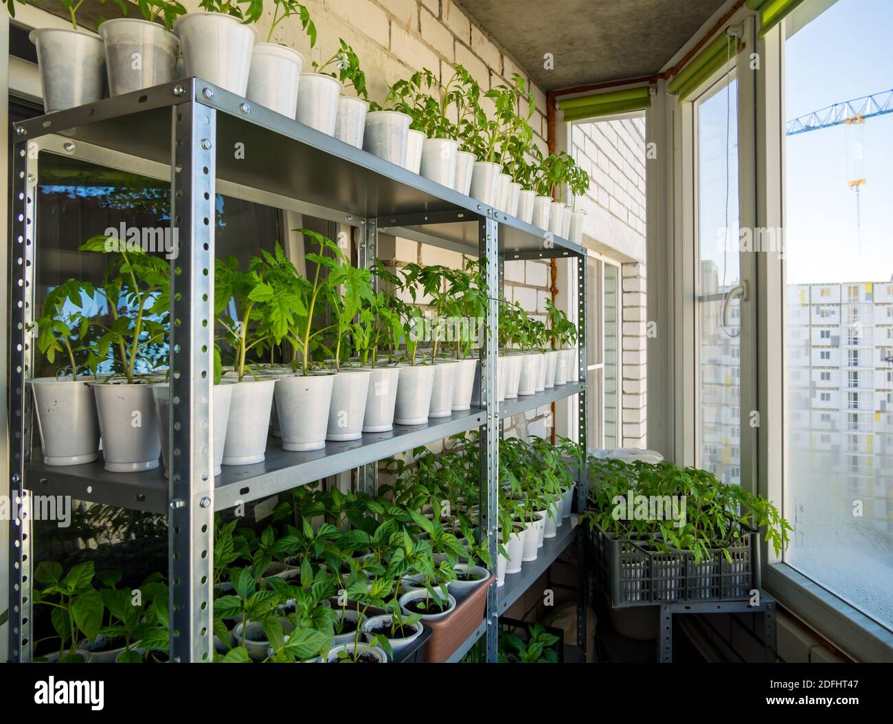 Racks with seedlings on the balcony window of a residential building ...