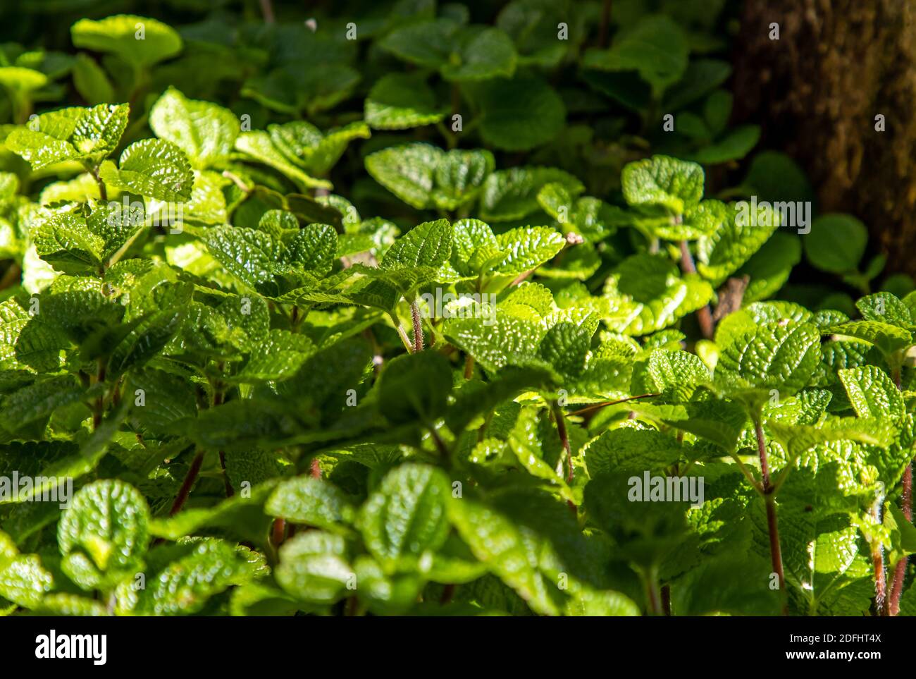 Mint background green leaves (Pilea nummulariifolia). Herb leaves grow ...