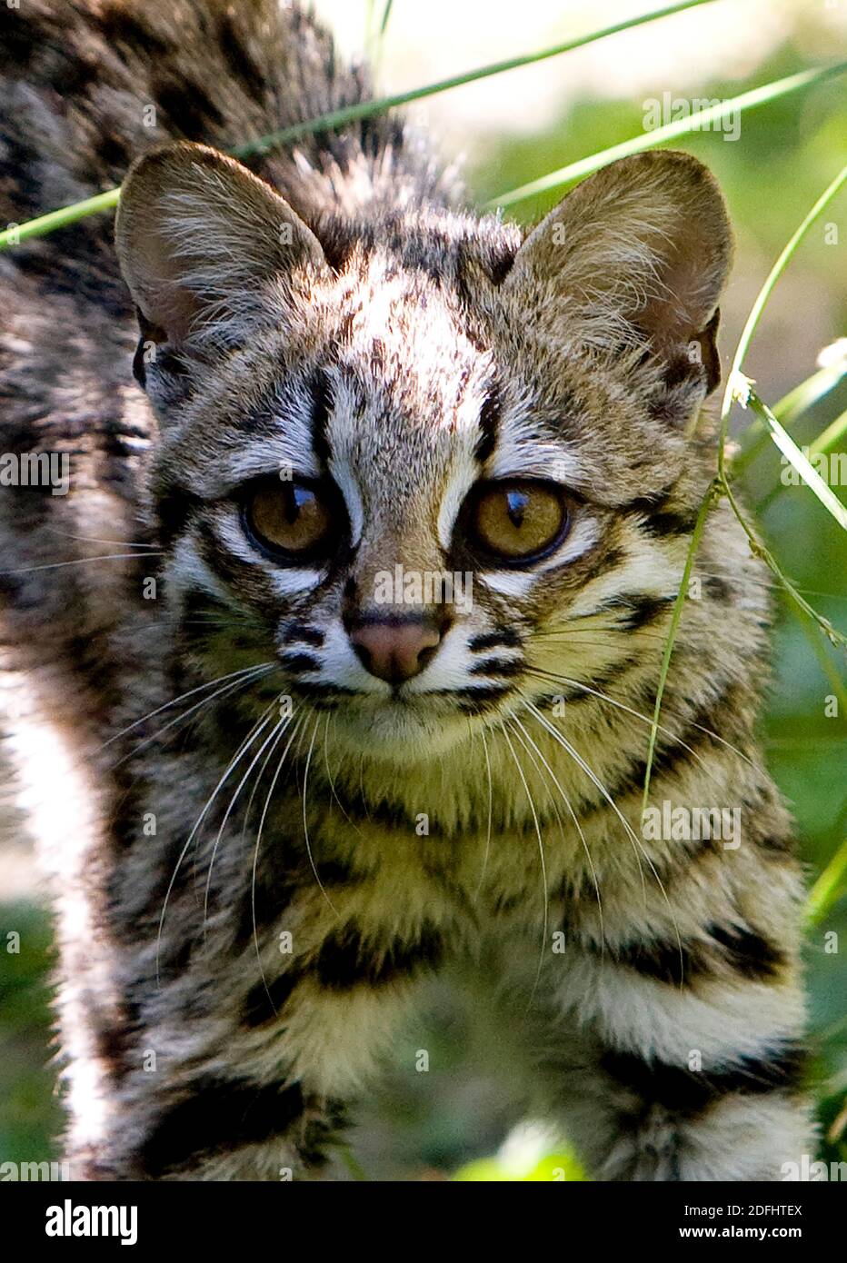 Tiger Cat or Oncilla, leopardus tigrinus, Portrait of Adult Stock Photo ...