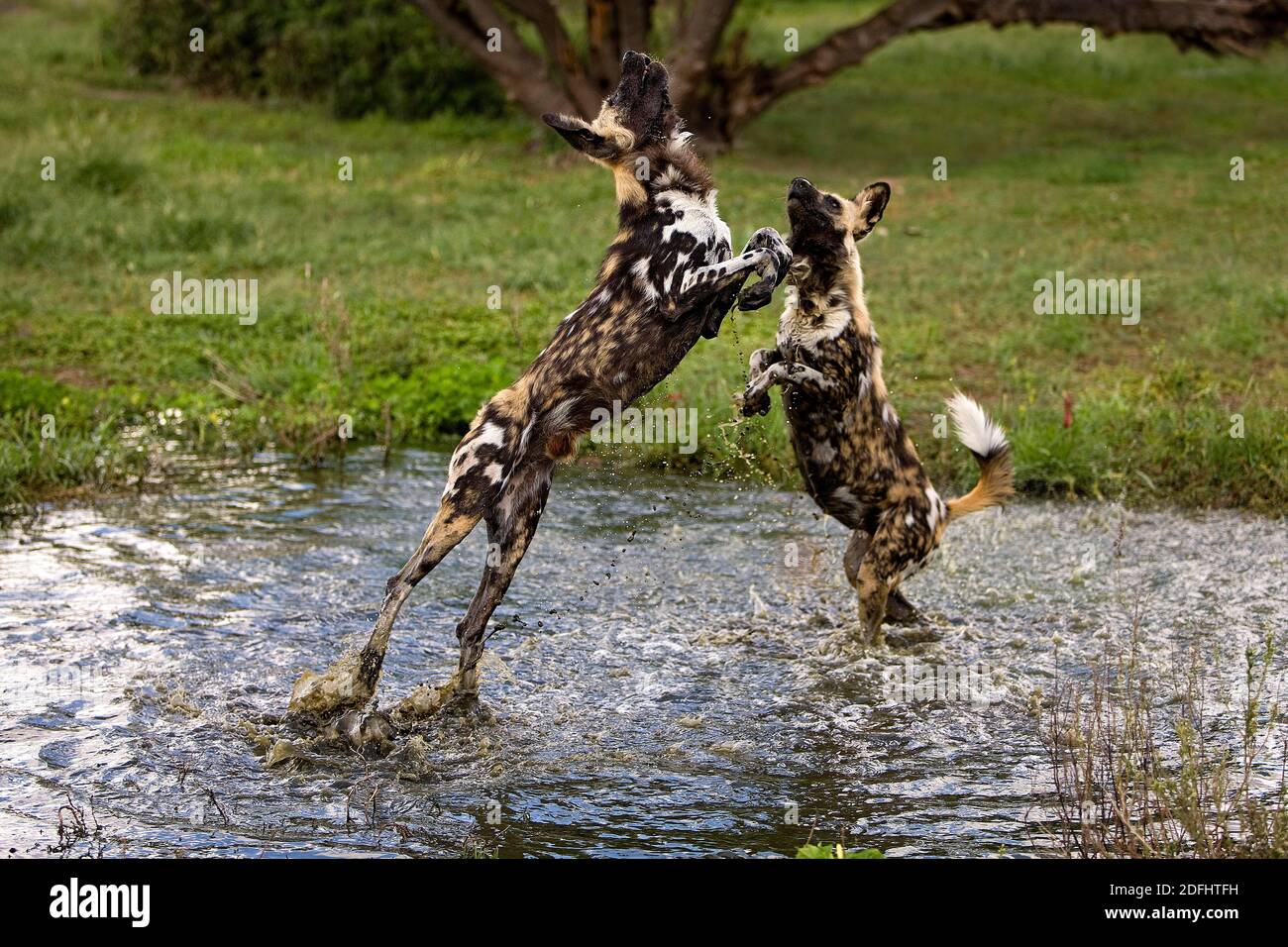 African Wild Dog, lycaon pictus, Adults standing in Water Hole ...