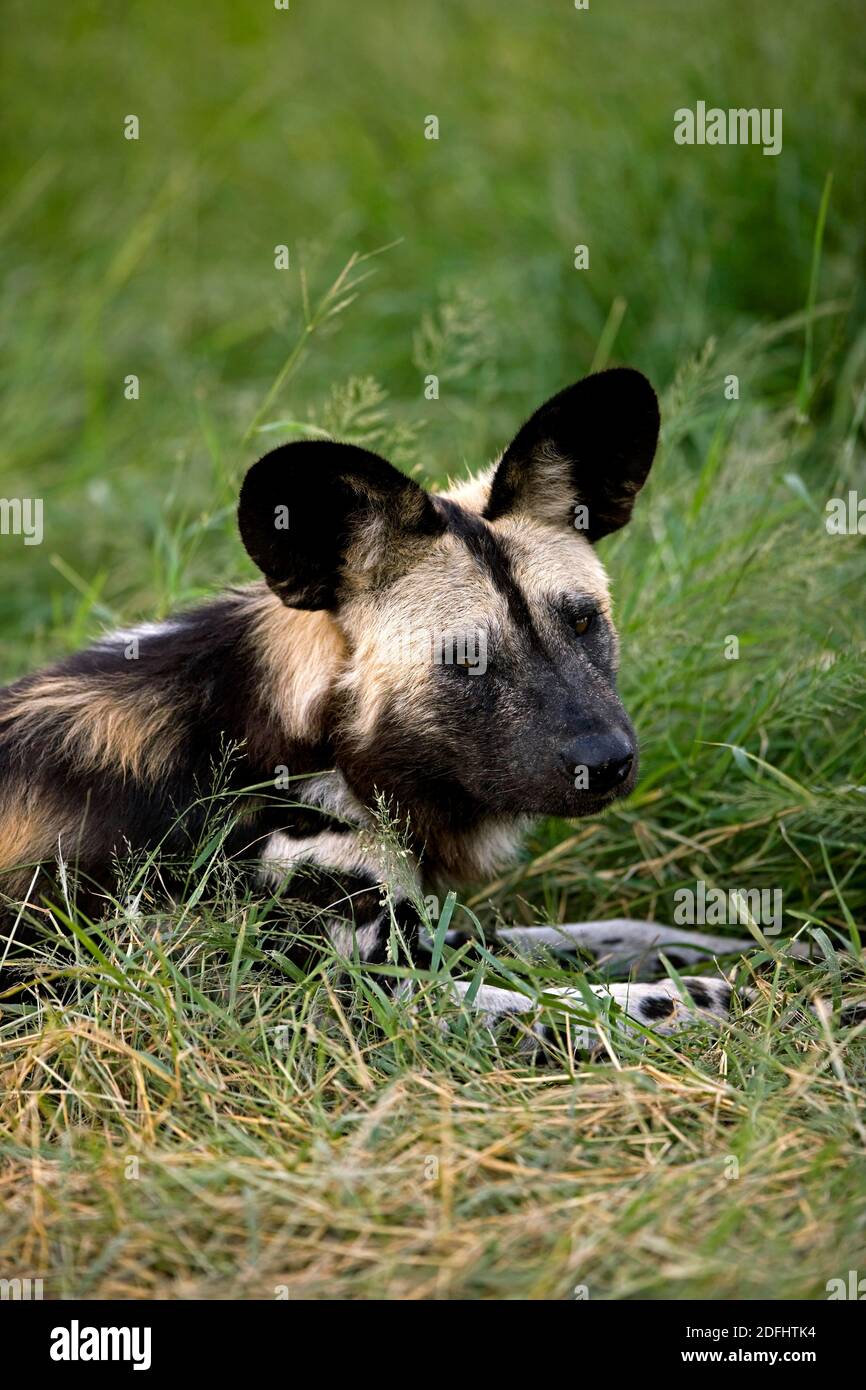 African Wild Dog, lycaon pictus, Adult laying on Grass, Namibia Stock ...