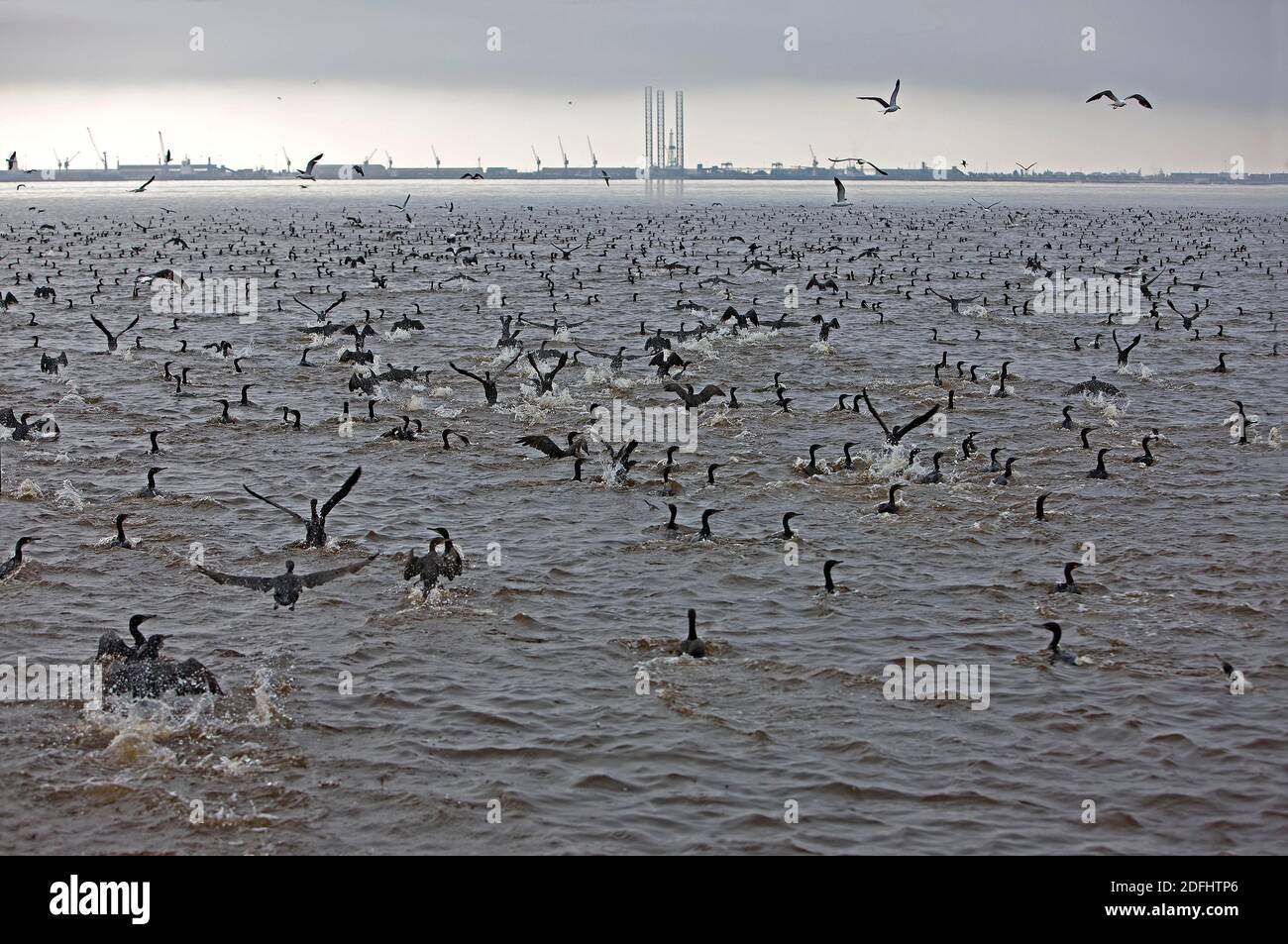 Great Cormorant, phalacrocorax carbo, Colony on Ocean, Near Walvis Bay ...