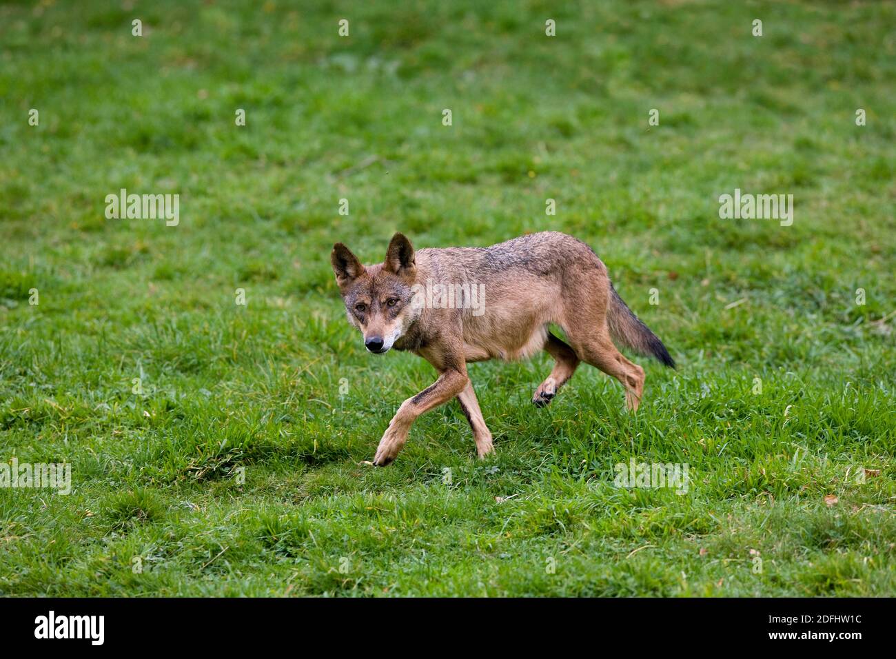 Iberian Wof, canis lupus signatus, Adult walking on Grass Stock Photo ...