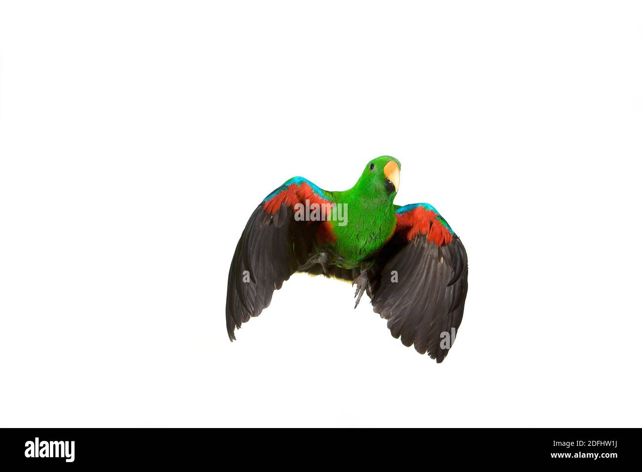 Eclectus Parrot, eclectus roratus, Male in Flight against White ...