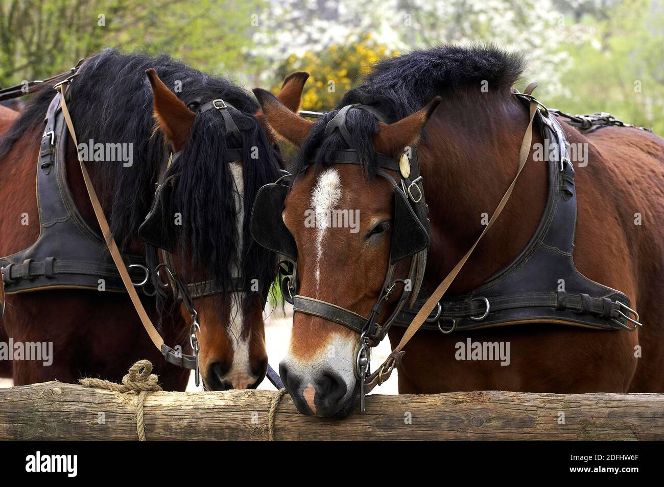 Cob Normand Horse, a Draft horse Breed from Normandy Stock Photo - Alamy