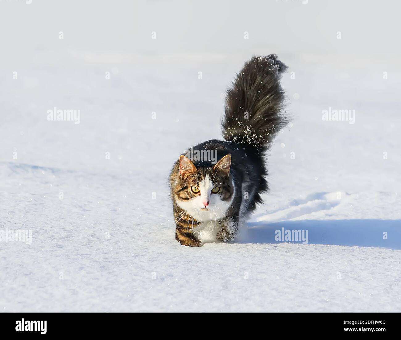 Sad cat walking in snow hi-res stock photography and images - Alamy