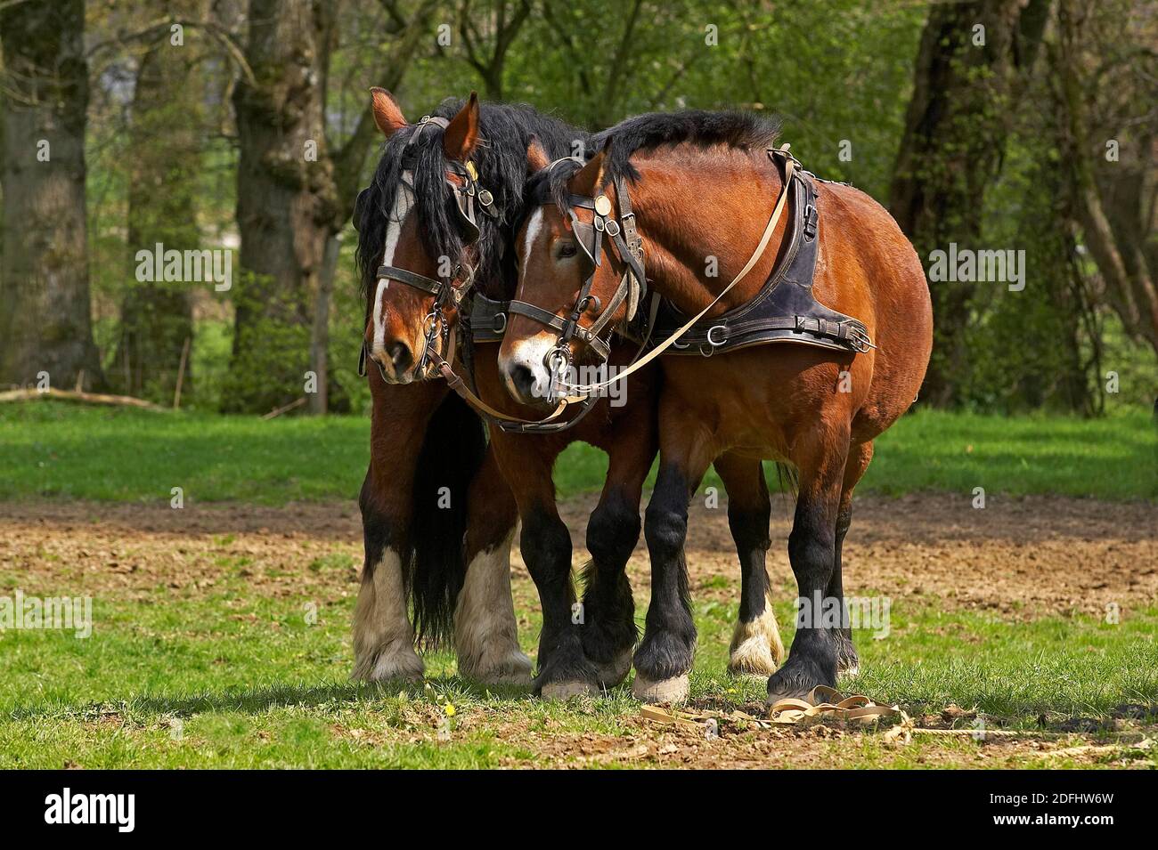 Cob Normand Horse, a Draft horse Breed from Normandy Stock Photo - Alamy