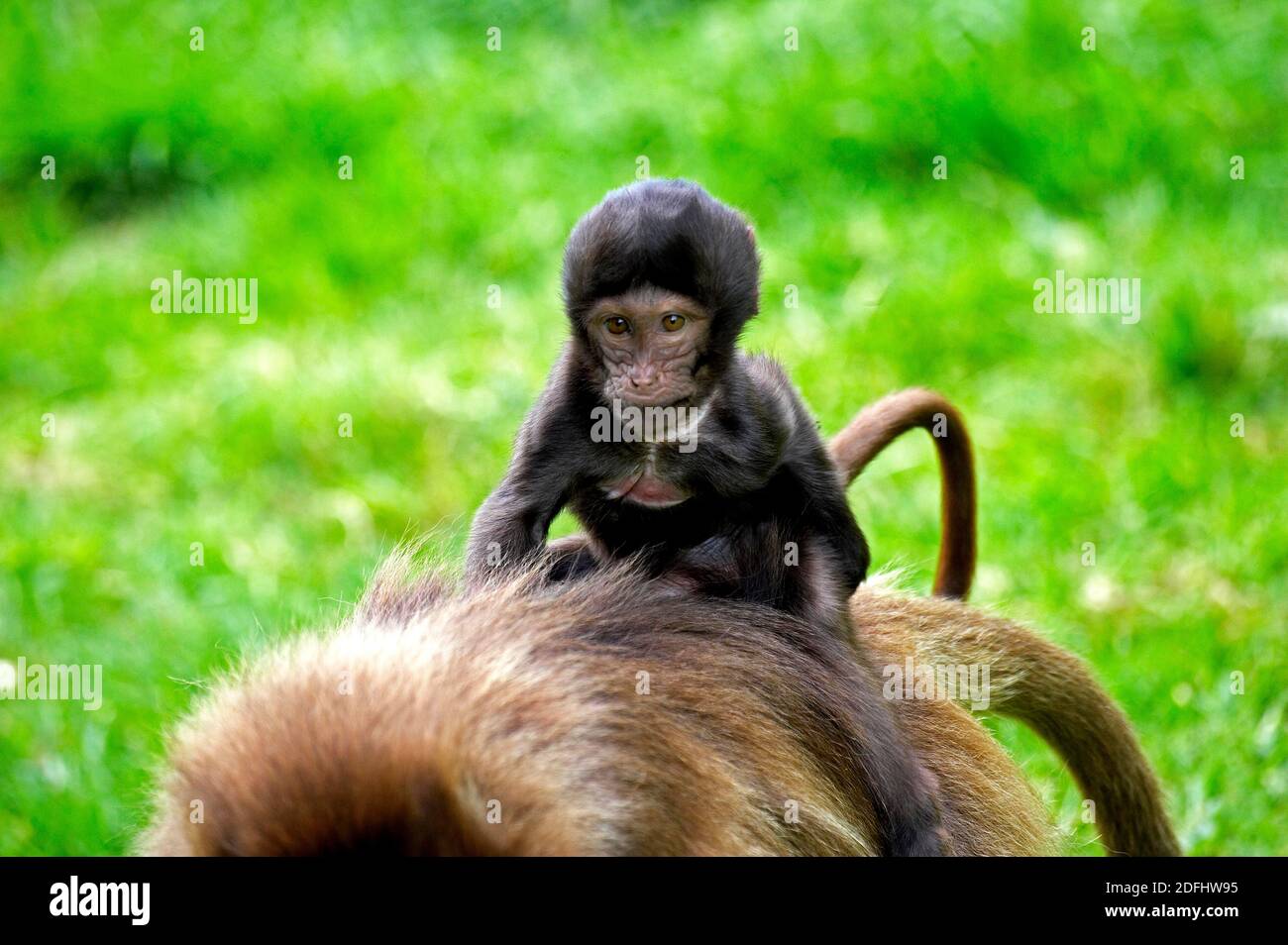Gelada Baboon, theropithecus gelada, Female carrying Young on its Back ...