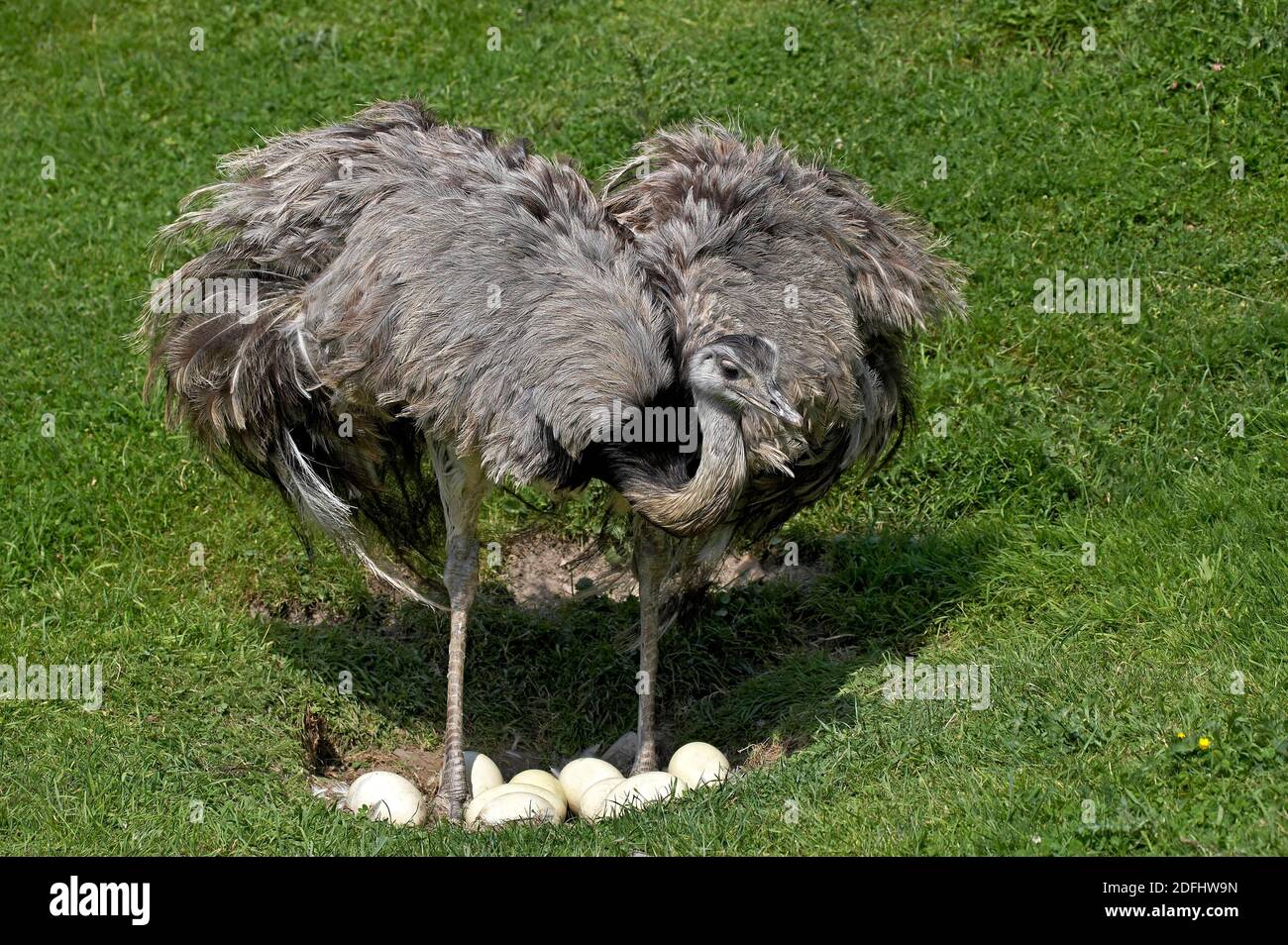 American Rhea, rhea americana, Adult sitting on Eggs in Nest Stock ...