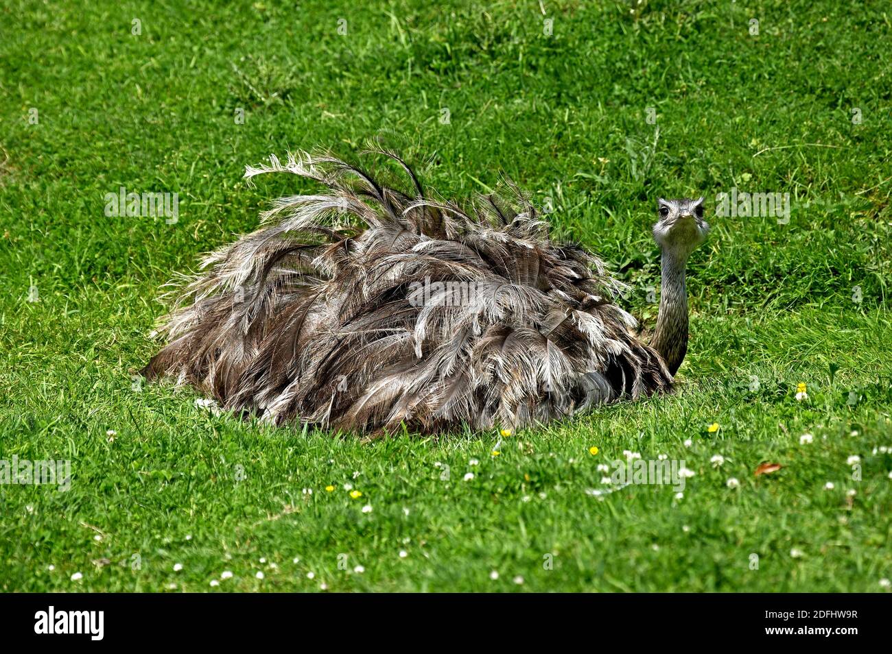 American Rhea, rhea americana, Adult sitting on Eggs in Nest Stock ...