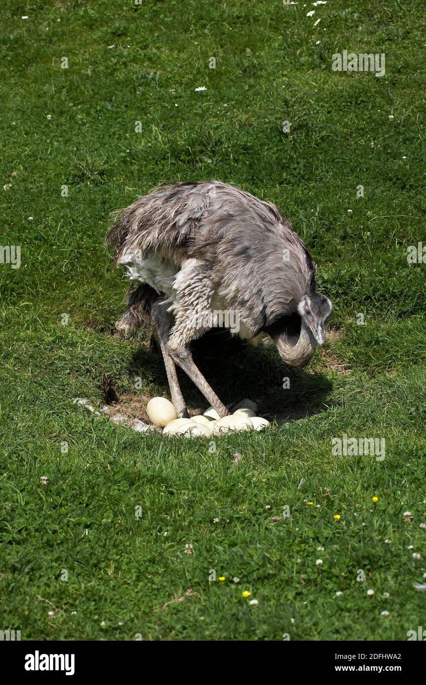 American Rhea, rhea americana, Adult sitting on Eggs in Nest Stock ...