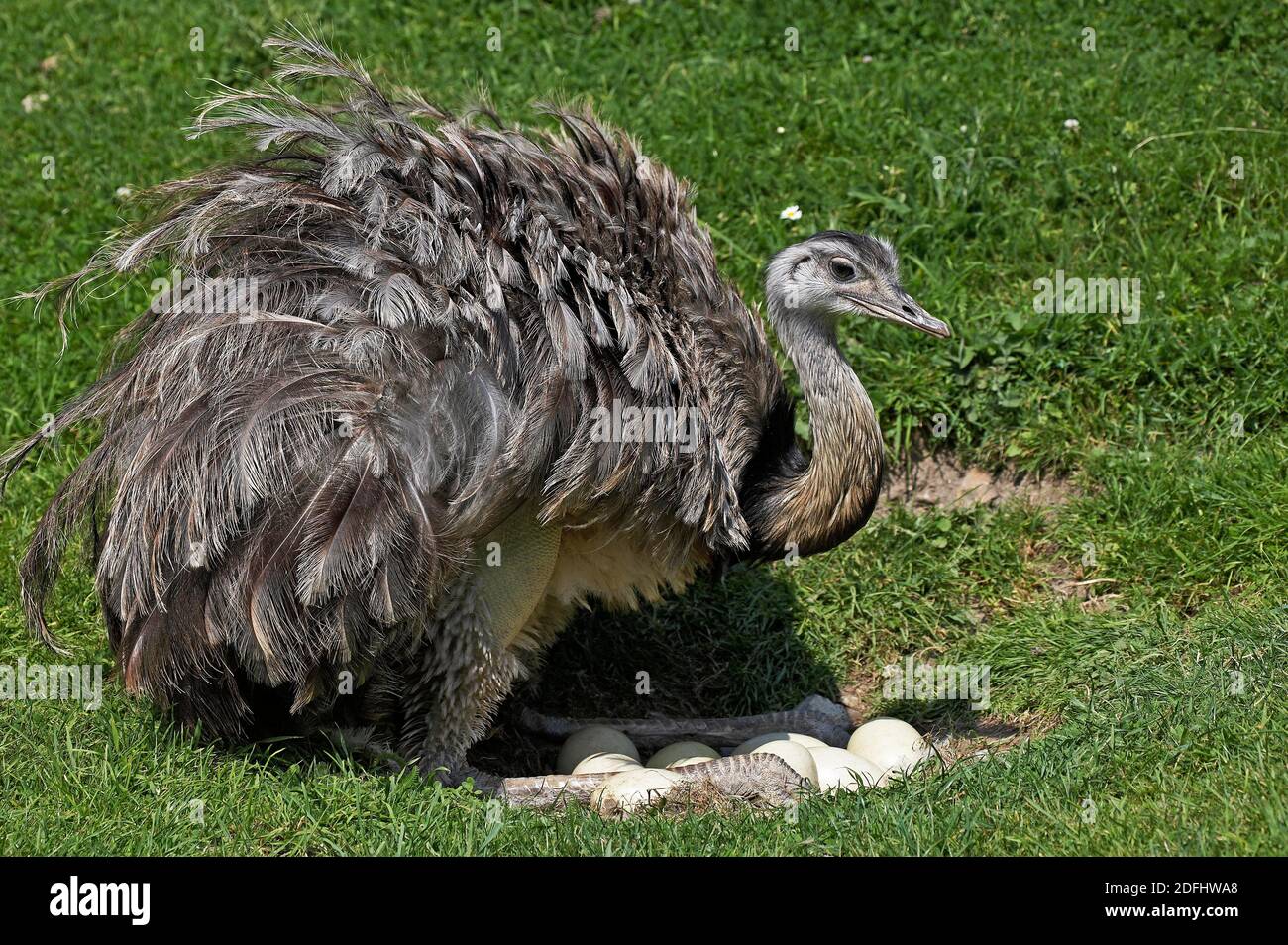 American Rhea, rhea americana, Adult sitting on Eggs in Nest Stock ...