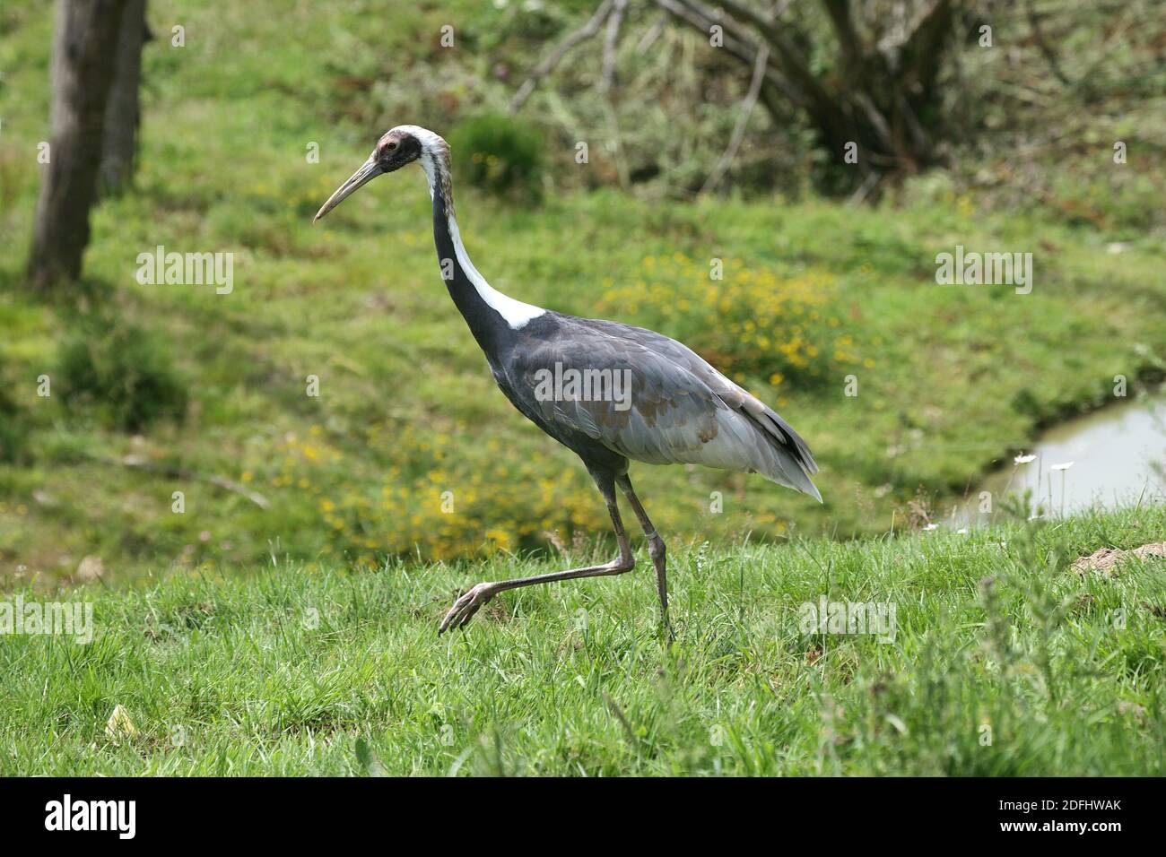 White-Naped Crane, grus vipio, Adult walking on Grass Stock Photo - Alamy