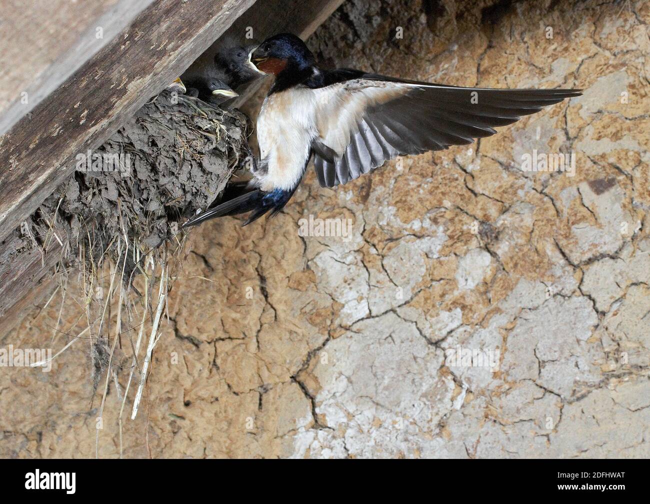 Barn Swallow, hirundo rustica, Adult in Flight, Feeding Chicks at Nest ...