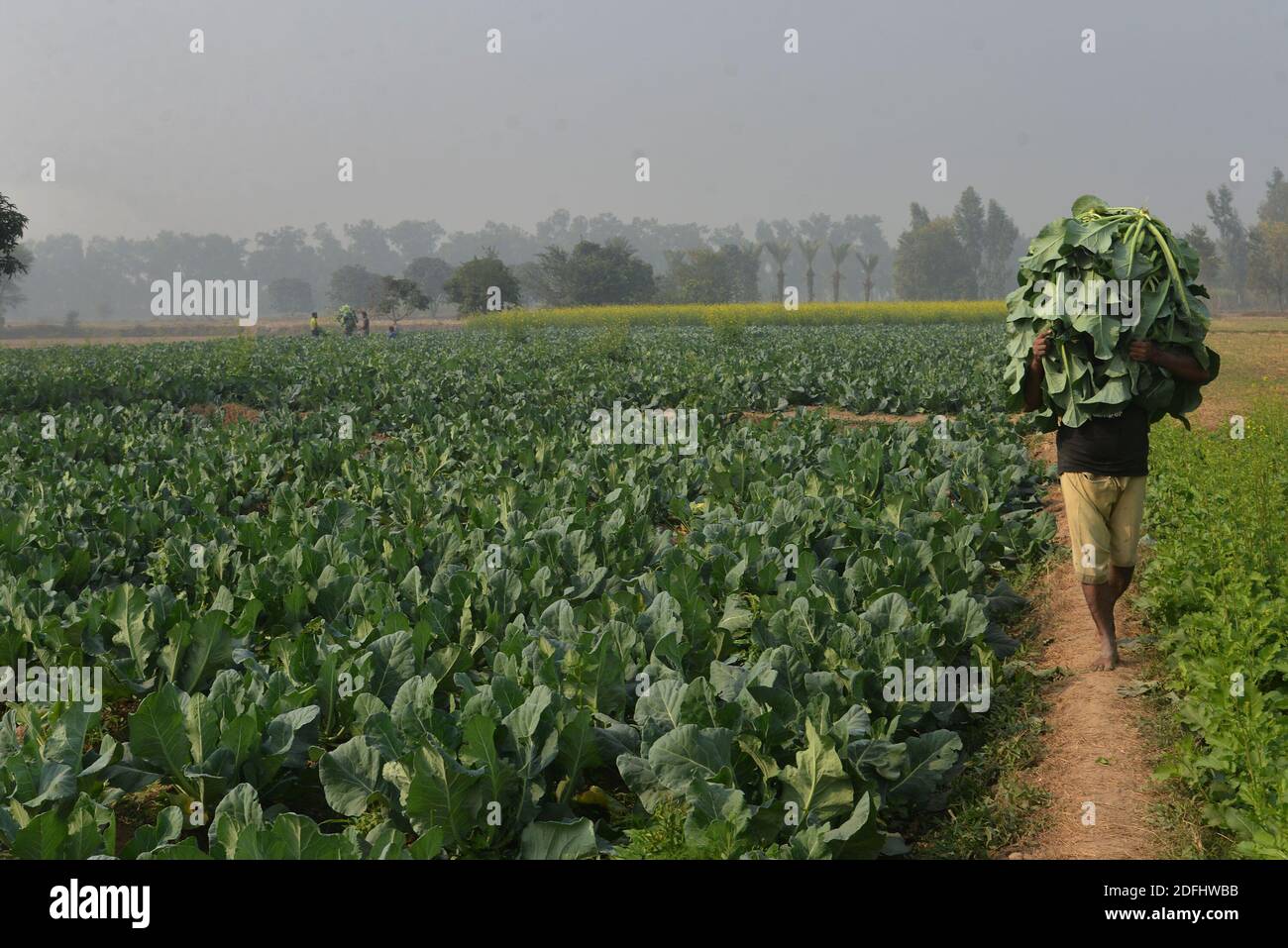 Pakistani farmers hi-res stock photography and images - Alamy