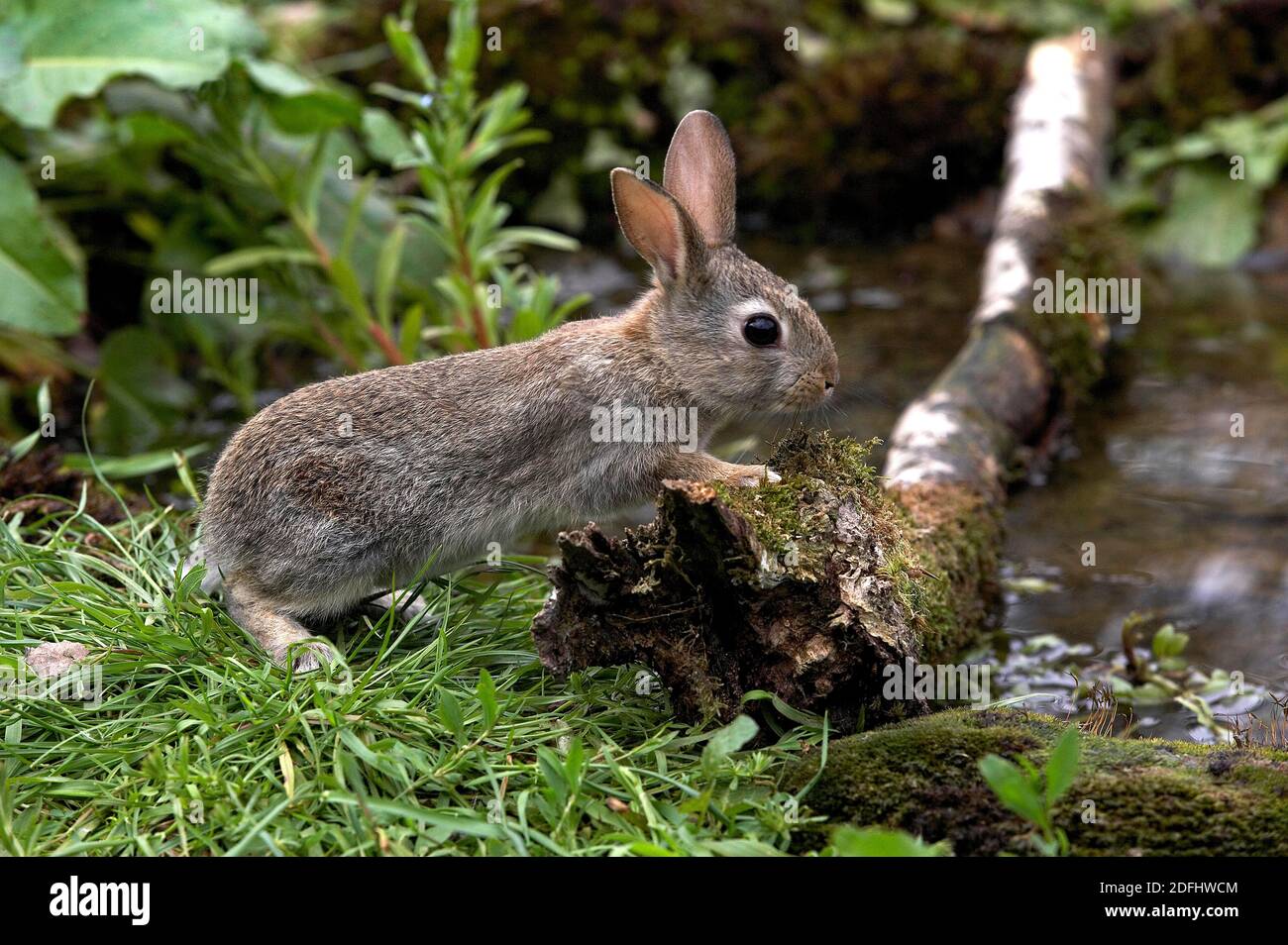 European Rabbit or Wild Rabbit, oryctolagus cuniculus, Young standing ...