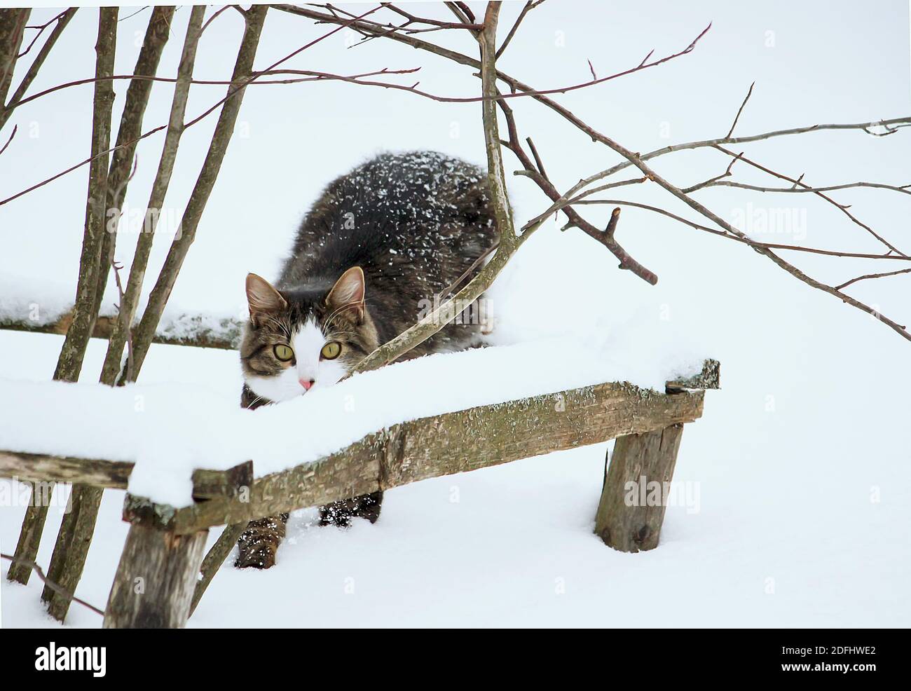 Sad cat walking in snow hi-res stock photography and images - Alamy