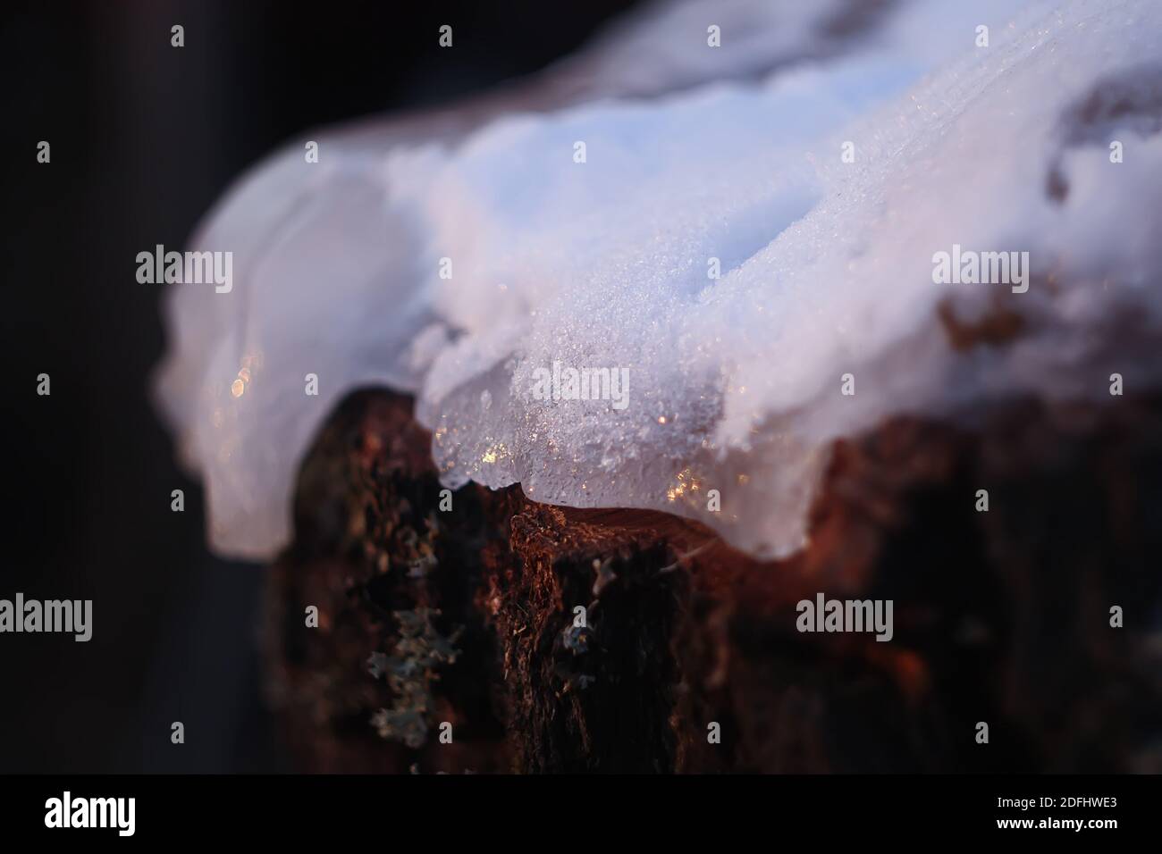 Melting ice surface on tree stump in forest close up Stock Photo - Alamy