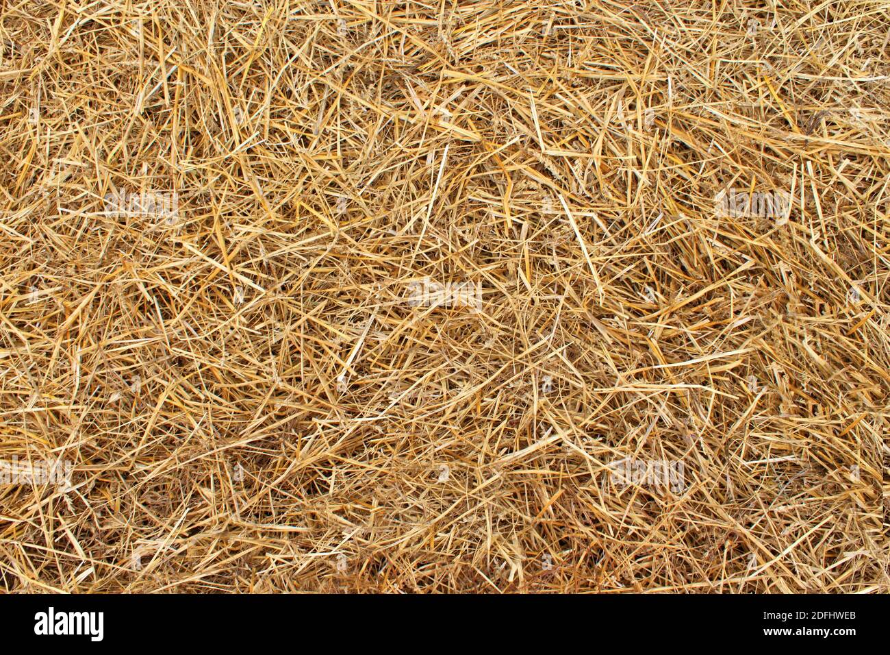 Dry yellow hay background Stock Photo - Alamy