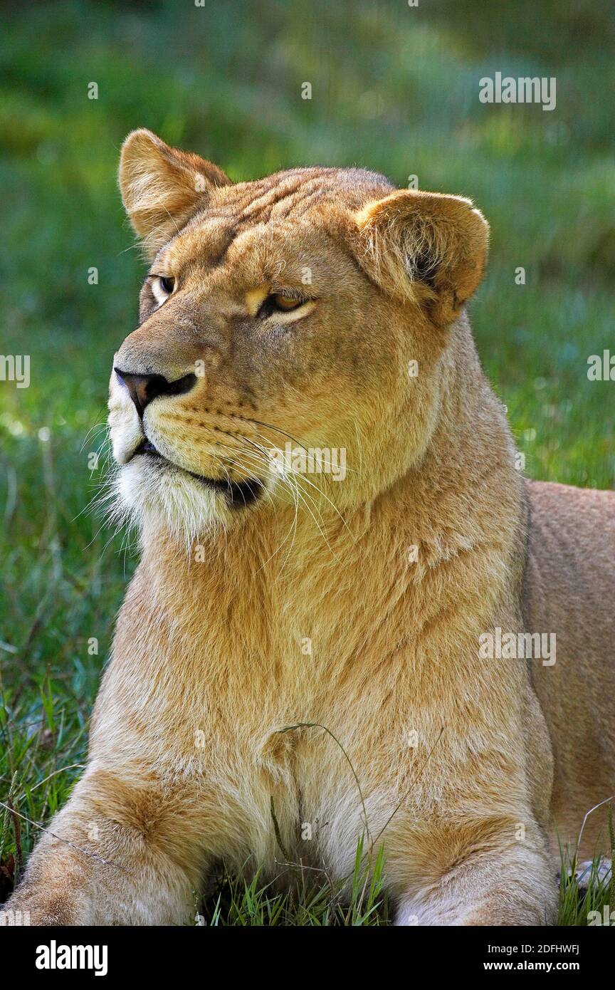 African Lion, panthera leo, Portrait of Female Stock Photo - Alamy