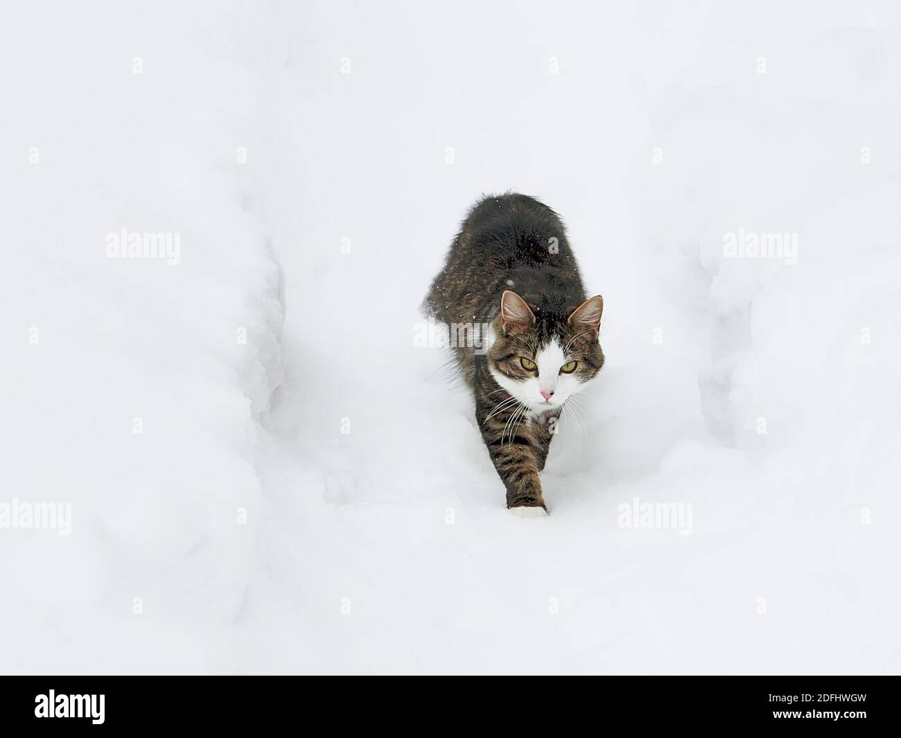 Sad cat walking in snow hi-res stock photography and images - Alamy