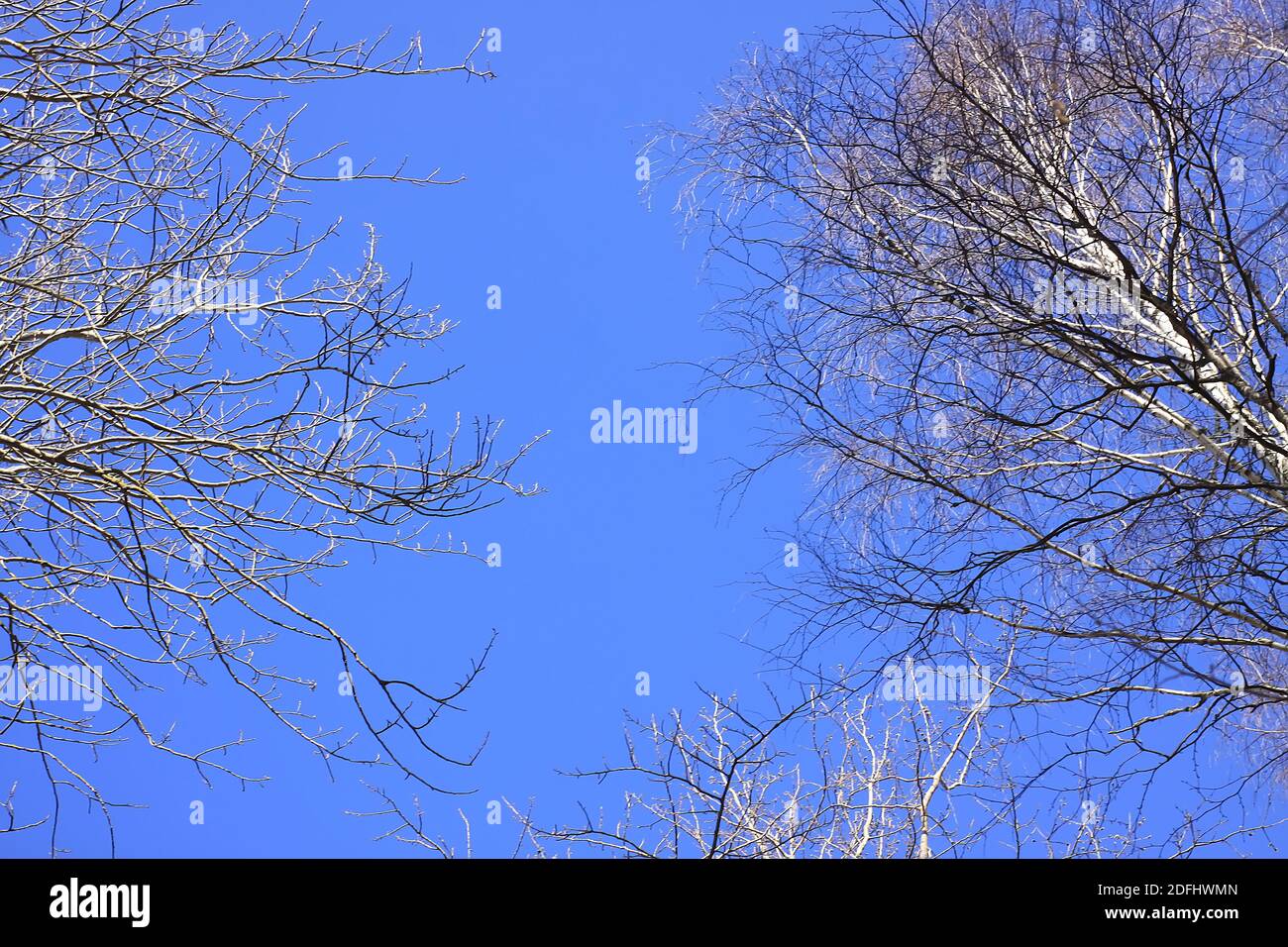 Forest woods tree tops growth hi-res stock photography and images - Alamy