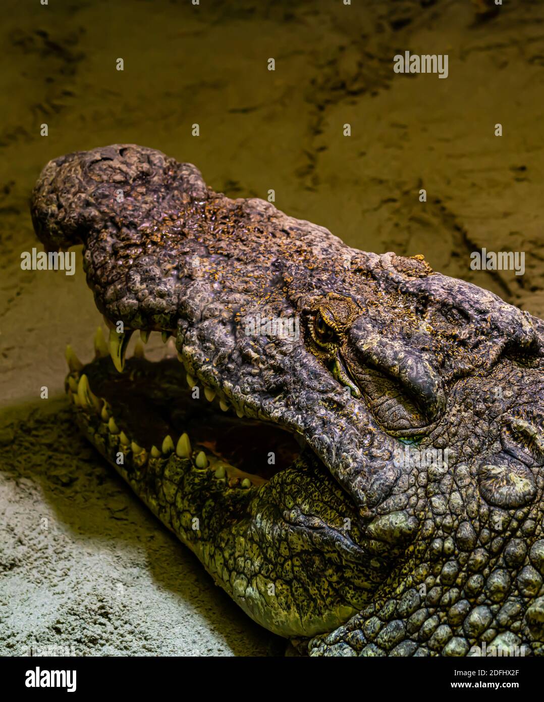 Head of a giant Nile crocodile with its mouth open flashing large white ...