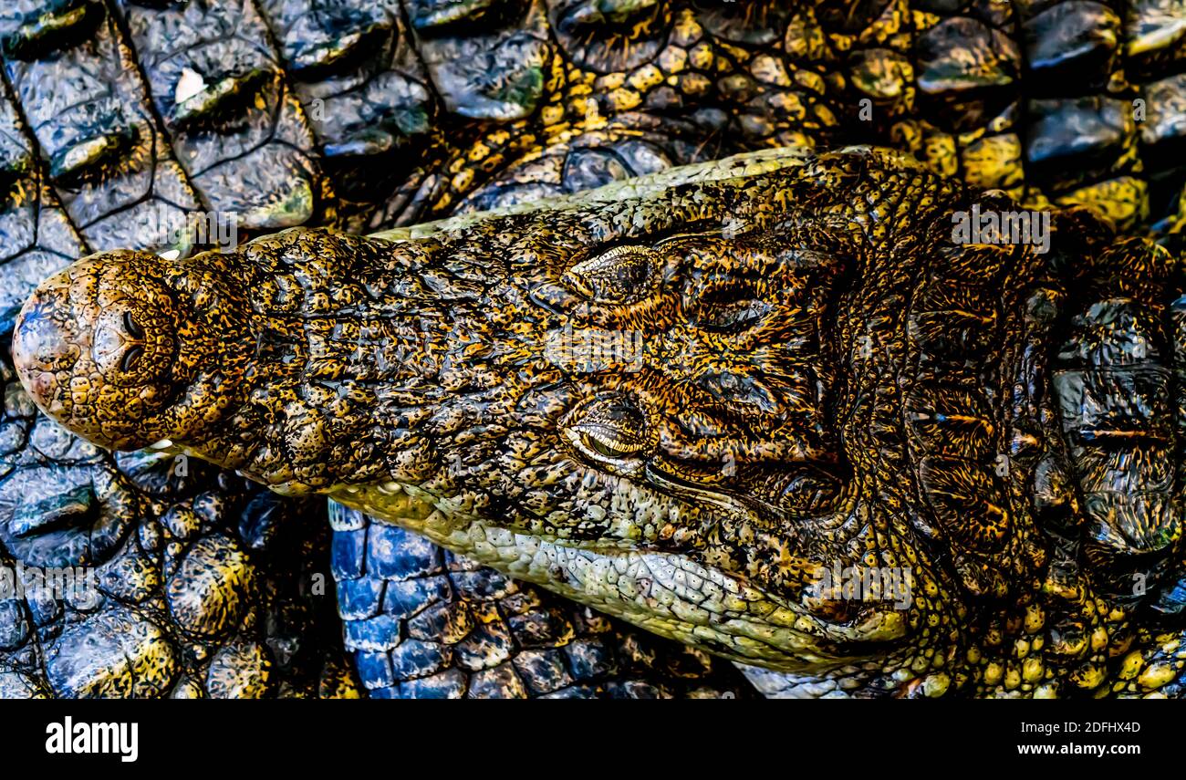Head of a crocodile on top of another crocodile with beautiful skin ...