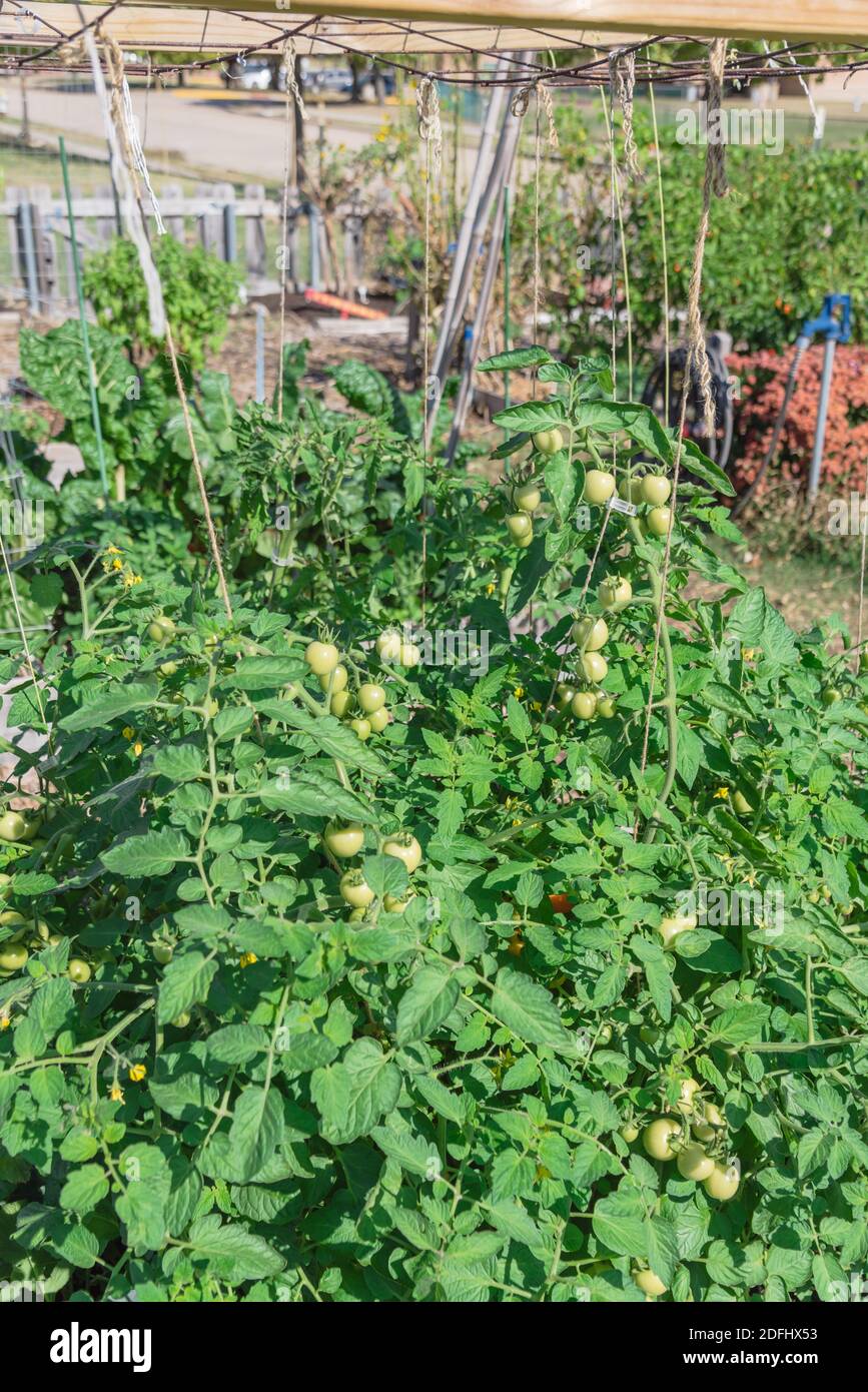 Wooden overhead trellis hi-res stock photography and images - Alamy
