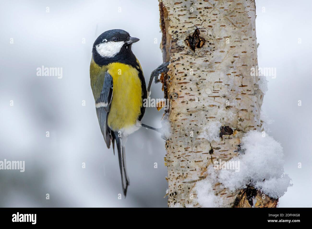 Adult parus major hi-res stock photography and images - Alamy