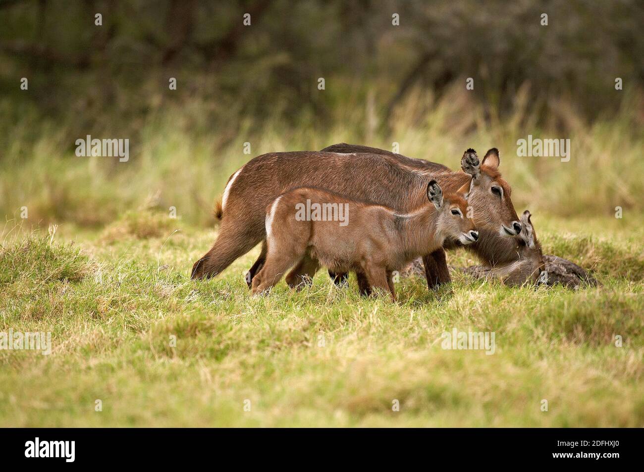 Baby common waterbuck hi-res stock photography and images - Alamy