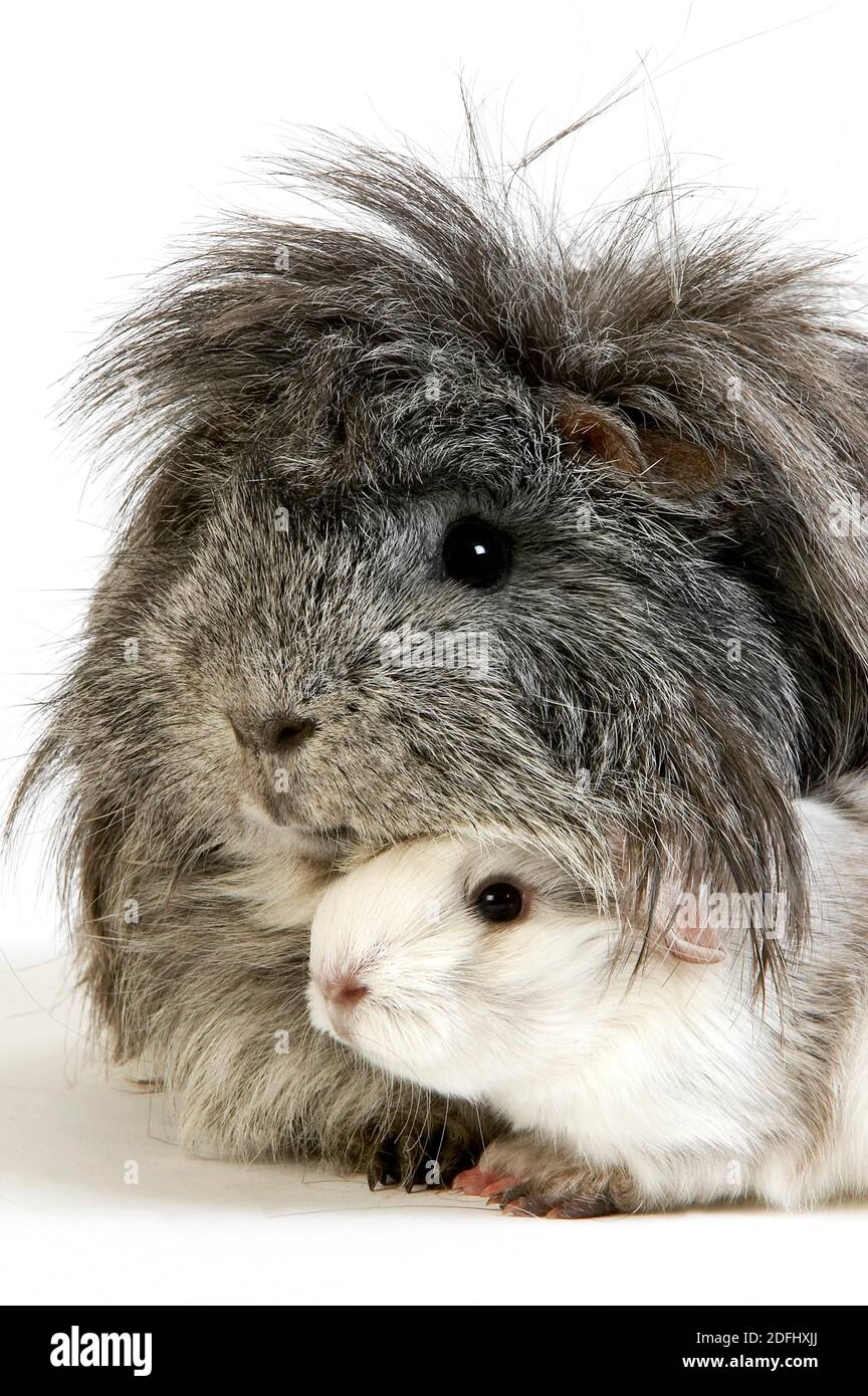 Long Hair Guinea Pig, cavia porcellus, Adults against White Background ...