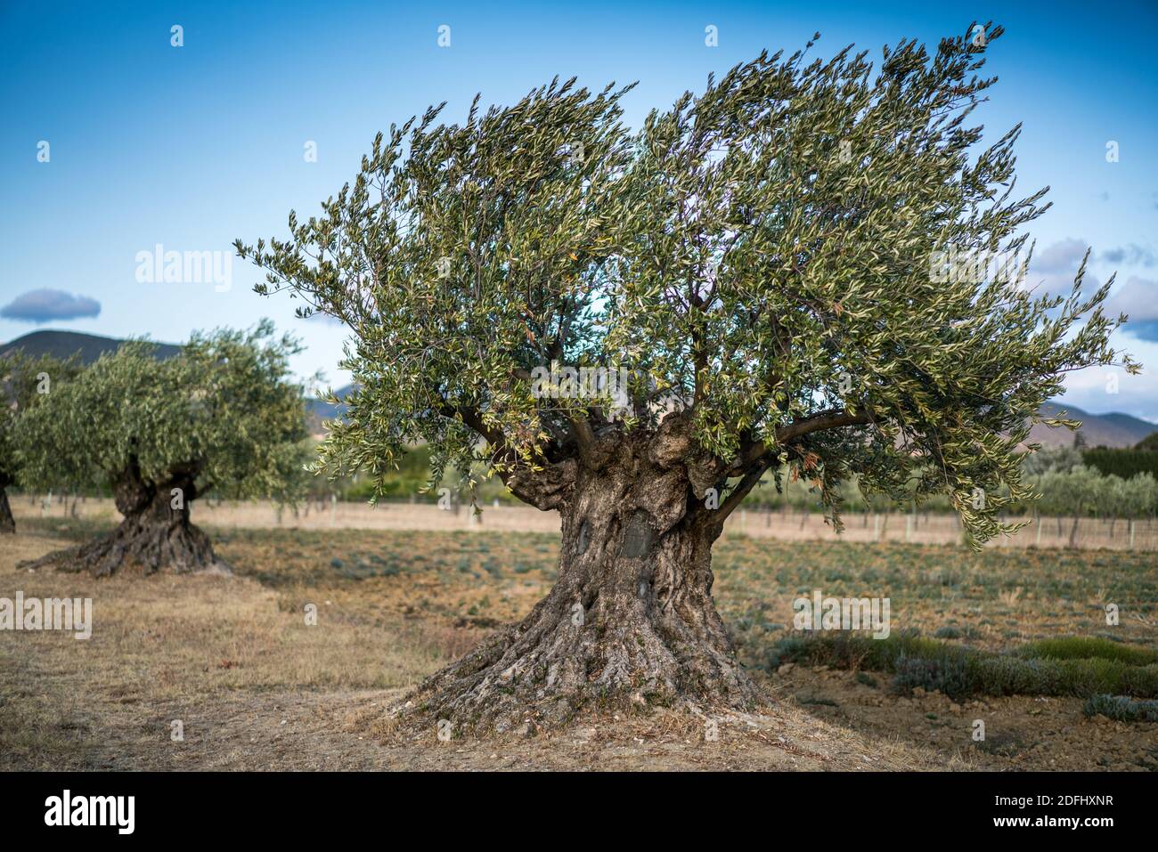 Olive tree in the landscape of Provence, France, Europe Stock Photo - Alamy