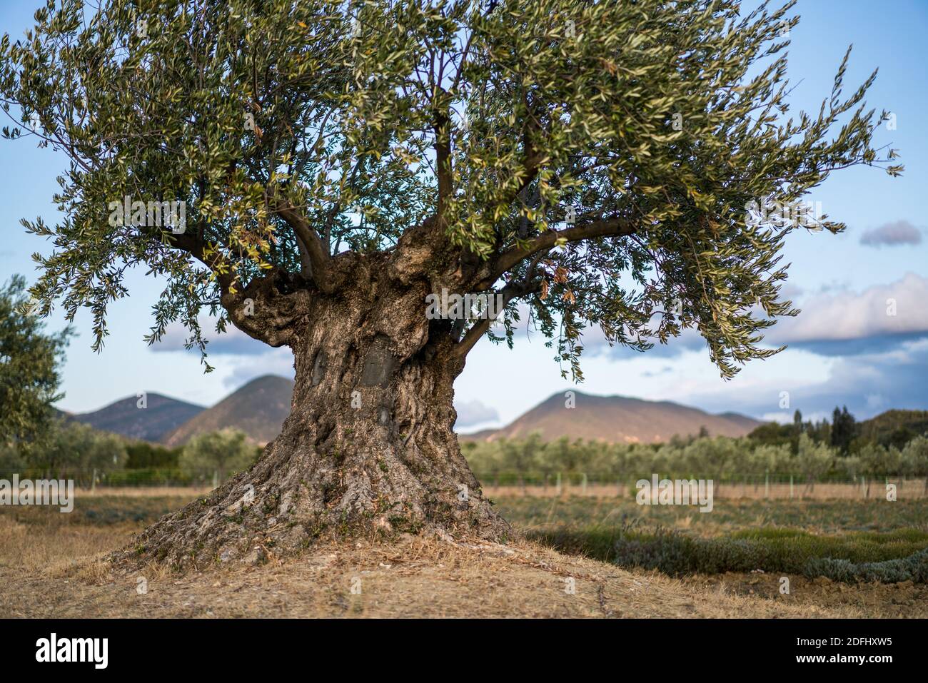 Olive tree in the landscape of Provence, France, Europe Stock Photo - Alamy