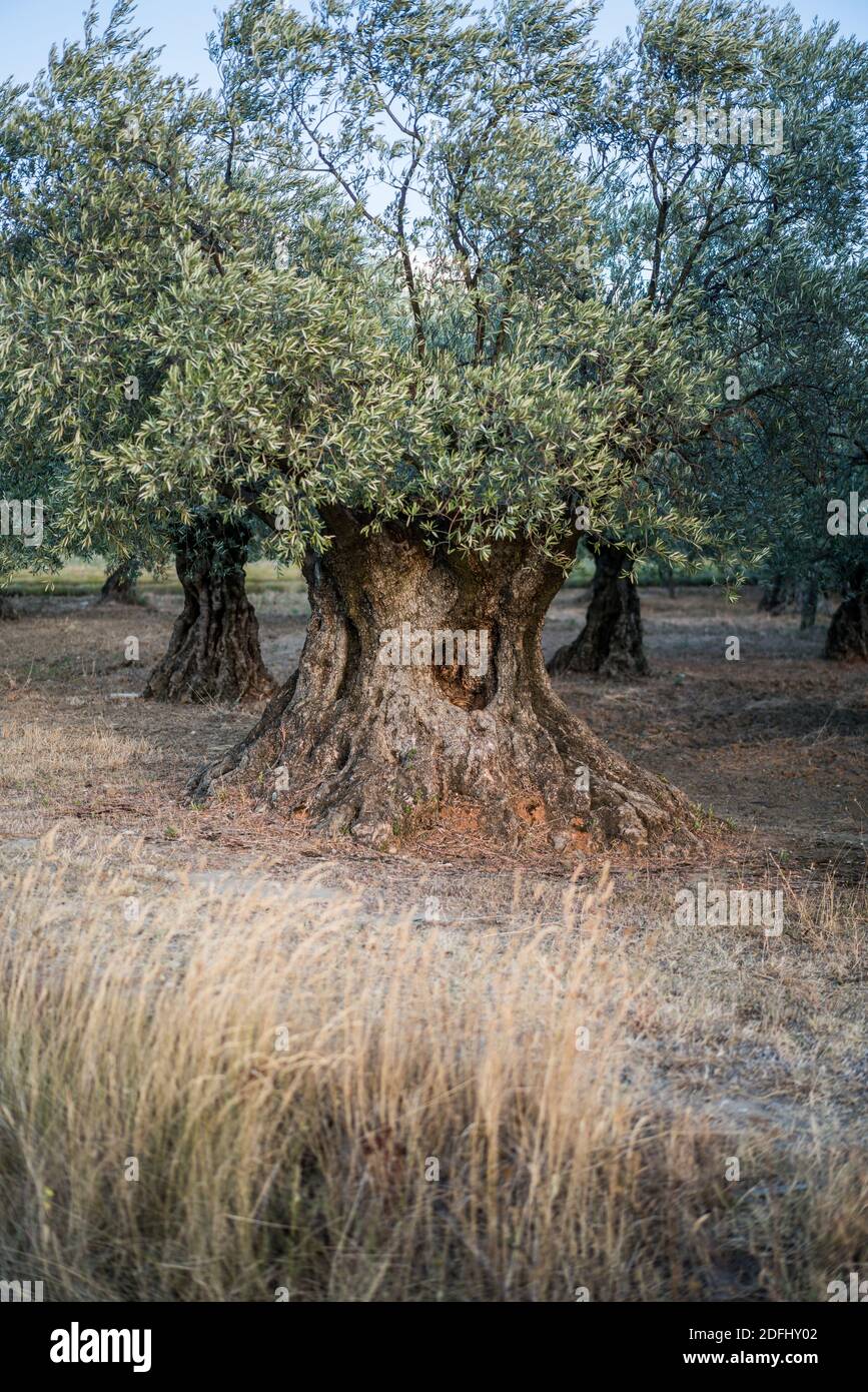 Olive tree in the landscape of Provence, France, Europe Stock Photo - Alamy