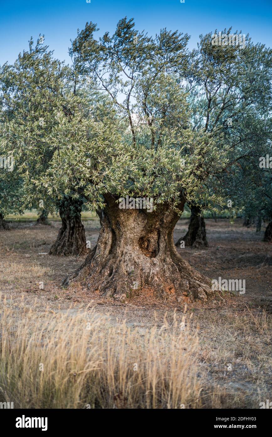 Olive tree in the landscape of Provence, France, Europe Stock Photo - Alamy