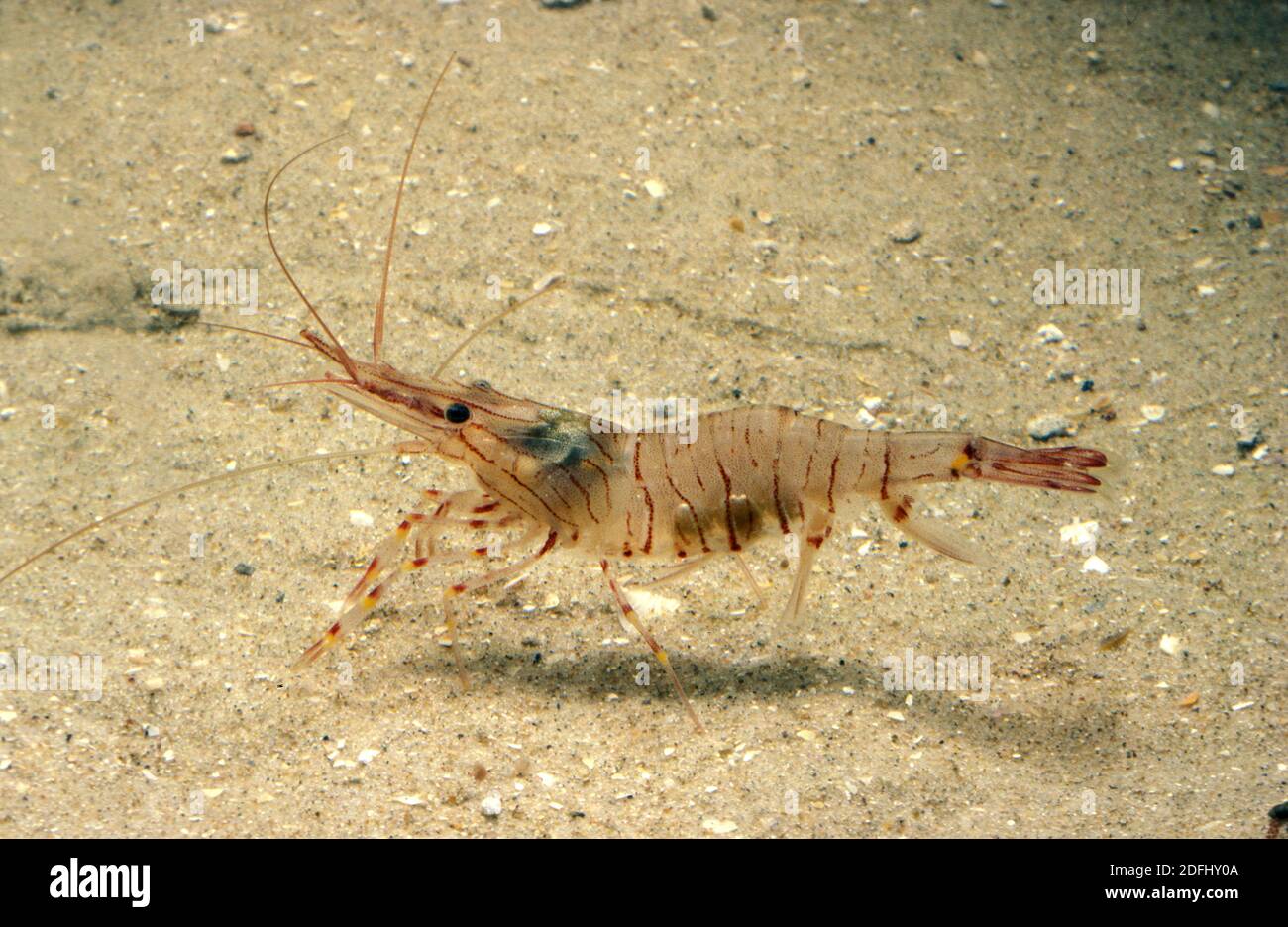 Common Prawn, palaemon serratus Stock Photo - Alamy