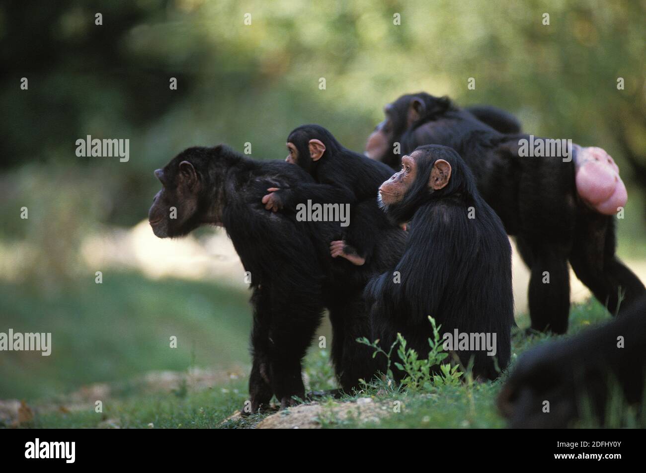 Africa young female chimpanzee standing hi-res stock photography and ...