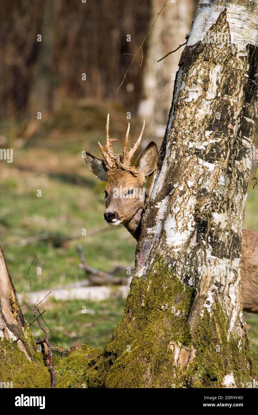 Roe Deer, capreolus capreolus, Male hidden behing Tree Trunk, Normandy ...