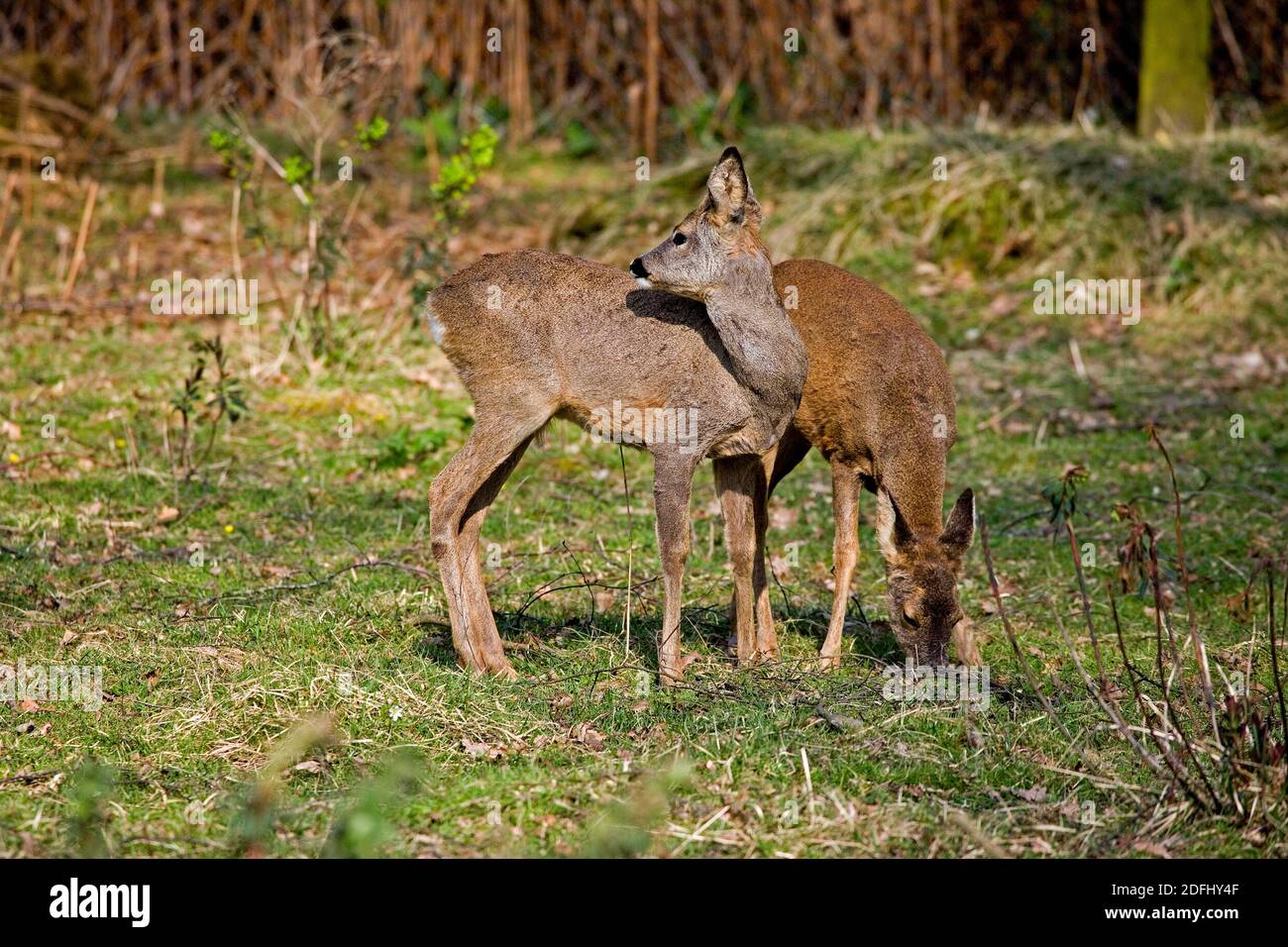 Two roe deer females hi-res stock photography and images - Alamy