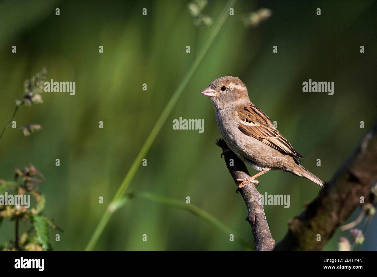 House Sparrow, passer domesticus, Female standing on Branch, Normandy ...