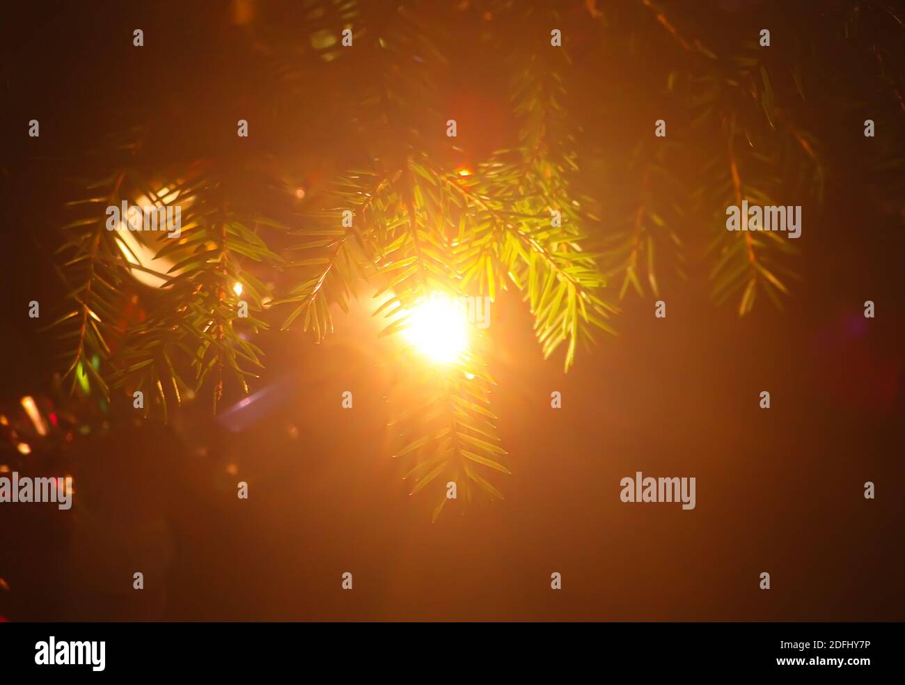 Fir tree flash hi-res stock photography and images - Alamy