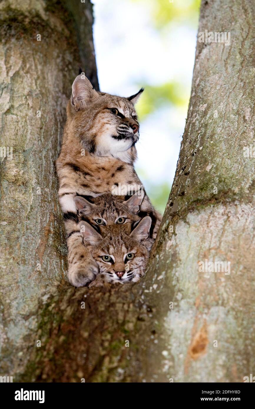 Eurasian lynx lynx lynx group hi-res stock photography and images - Alamy