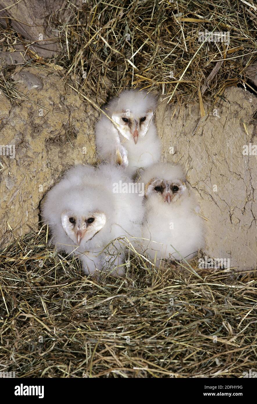 Barn Owl, tyto alba, Chicks, Normandy Stock Photo - Alamy