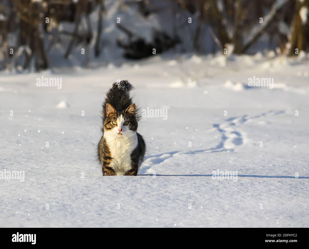 Sad cat walking in snow hi-res stock photography and images - Alamy