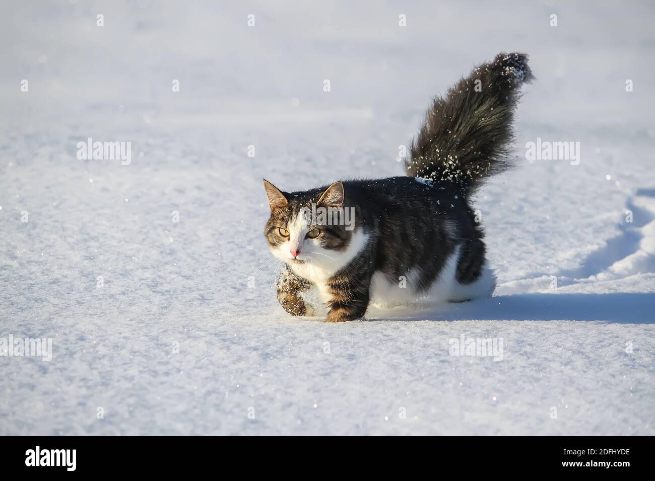 Sad cat walking in snow hi-res stock photography and images - Alamy